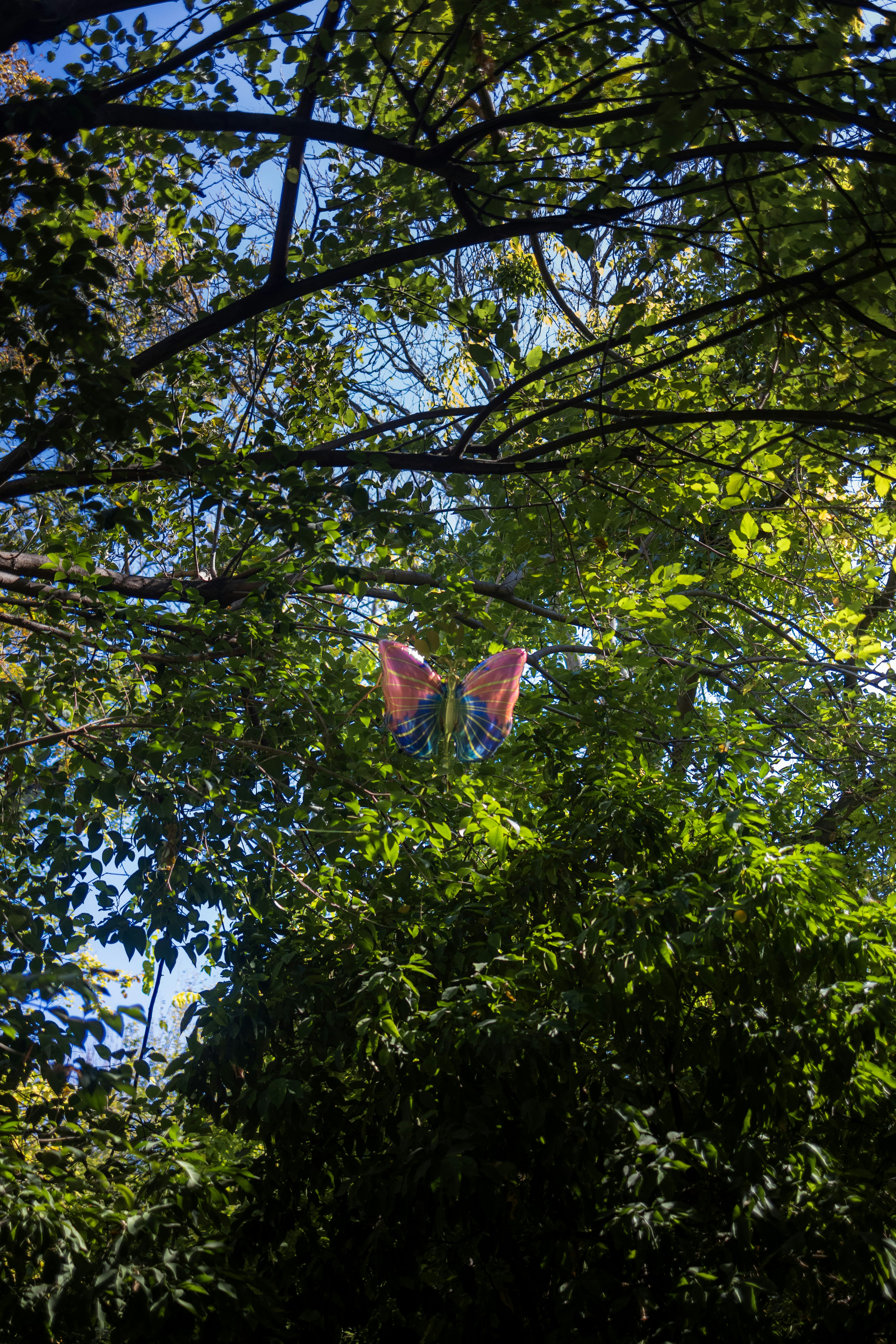 Whispers of Color Amidst the Green Canopy