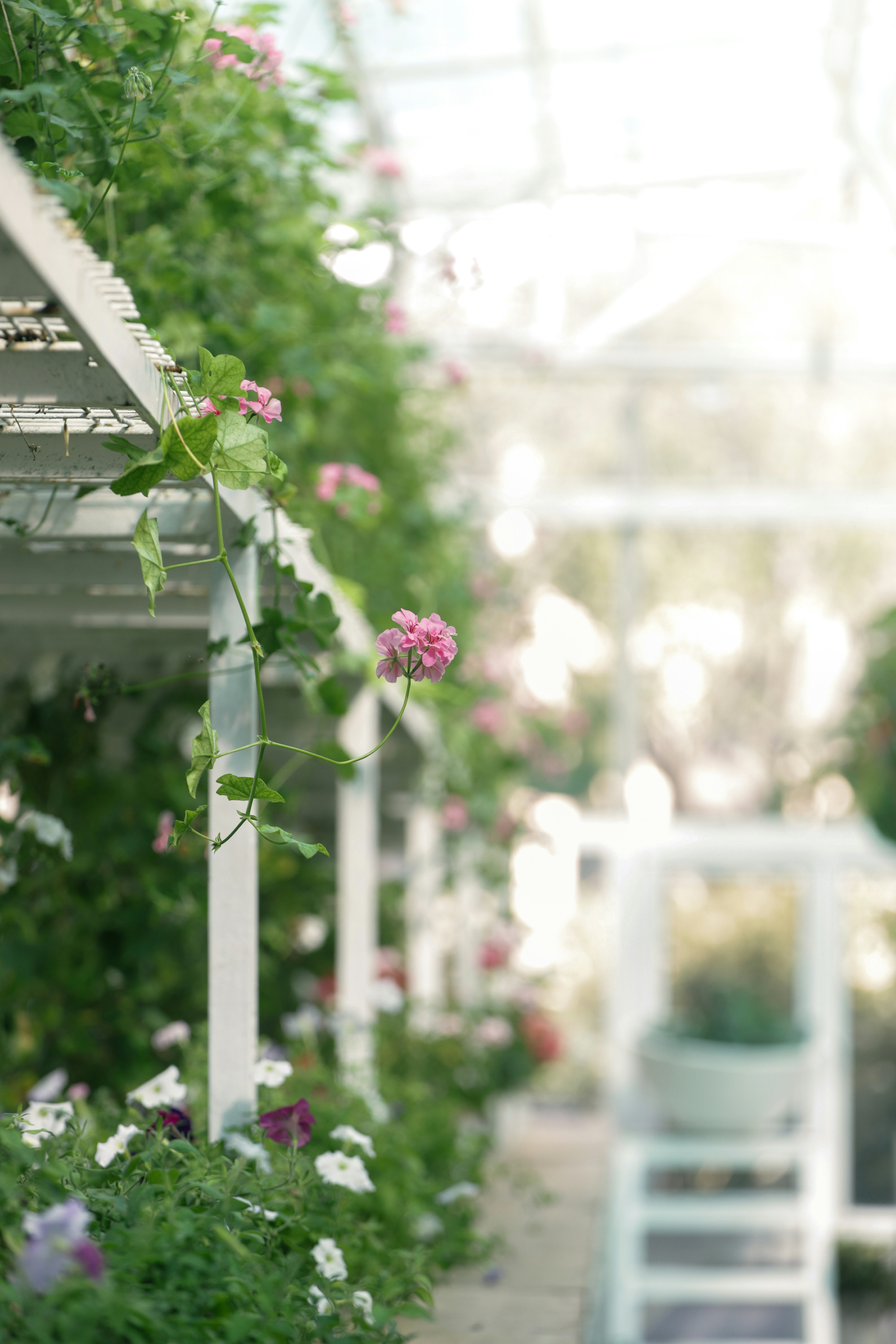 Whispers of Spring in a Serene Greenhouse
