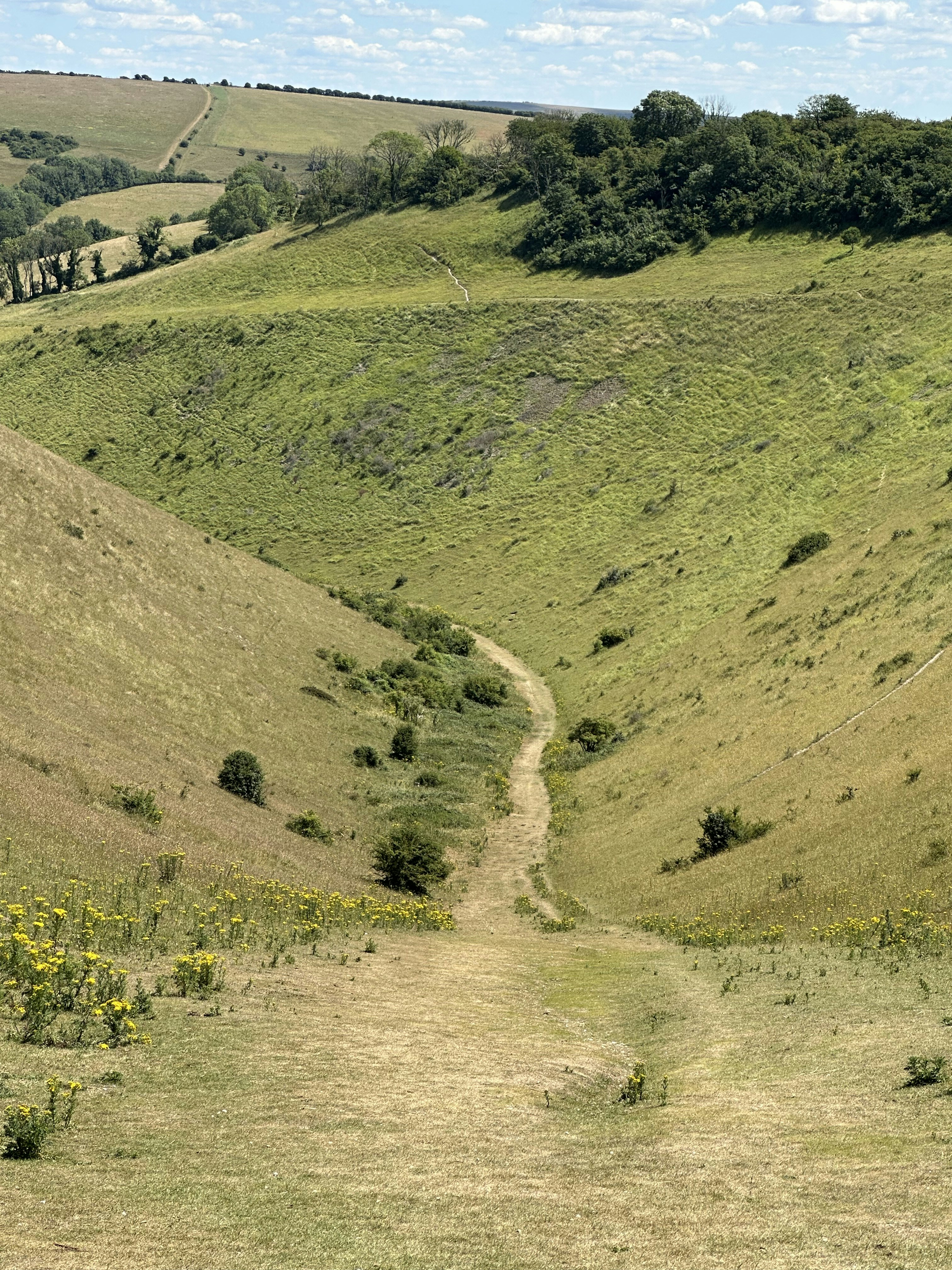 A winding trail cuts through lush green hills, flanked by vibrant wildflowers under a bright blue sky.