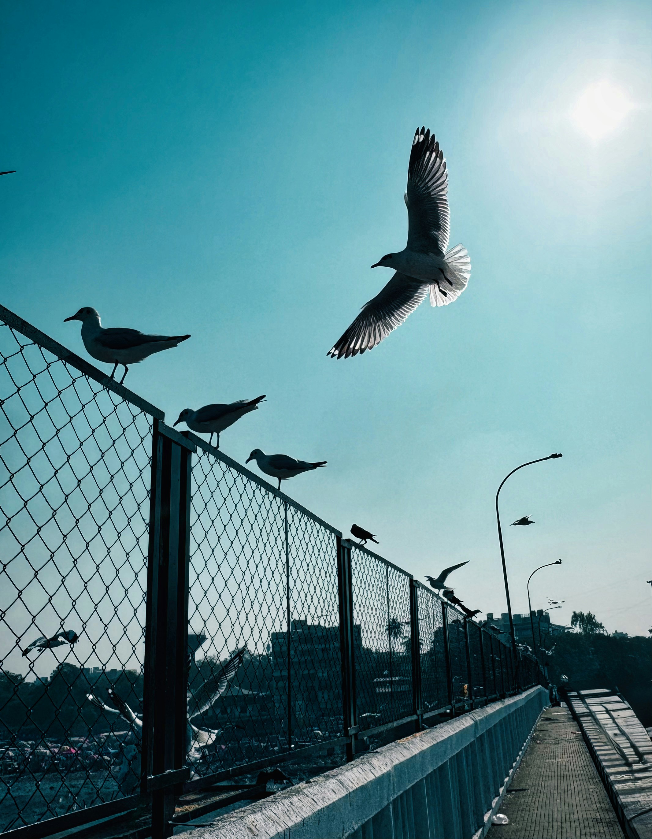 Wings of Freedom Amidst Urban Life