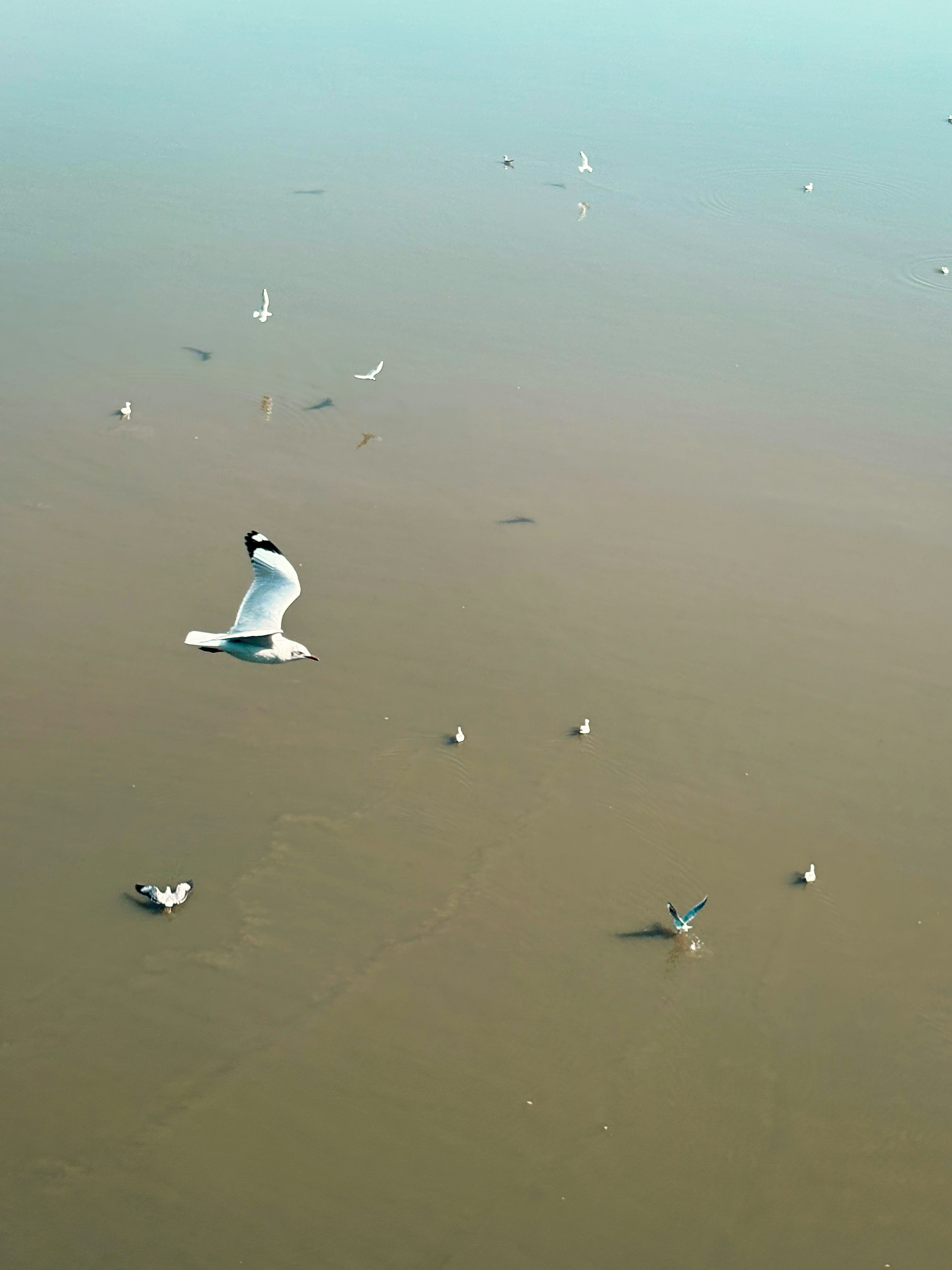 Graceful Flight Over Tranquil Waters