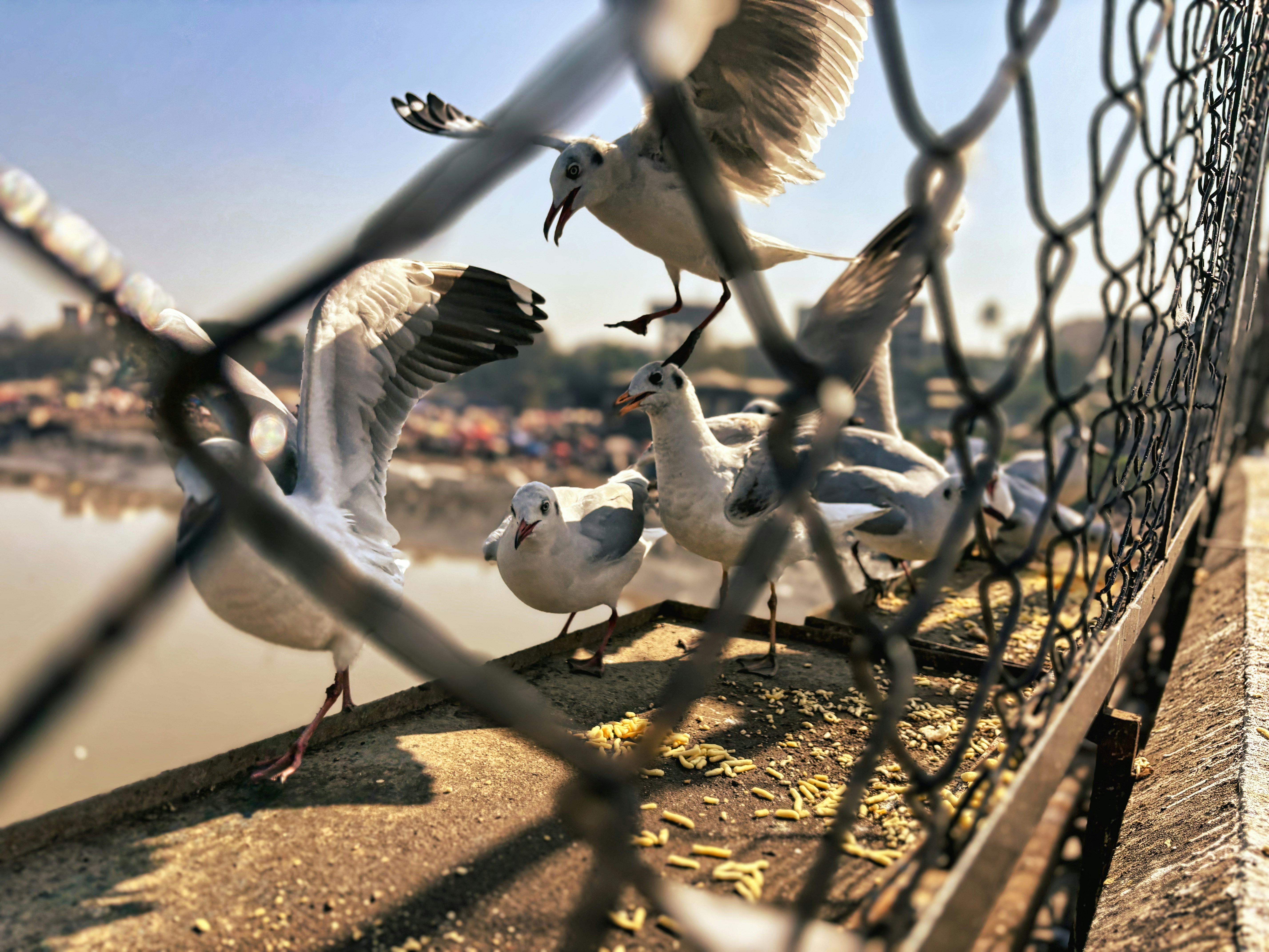 Seagulls in Motion: A Dance by the Water's Edge