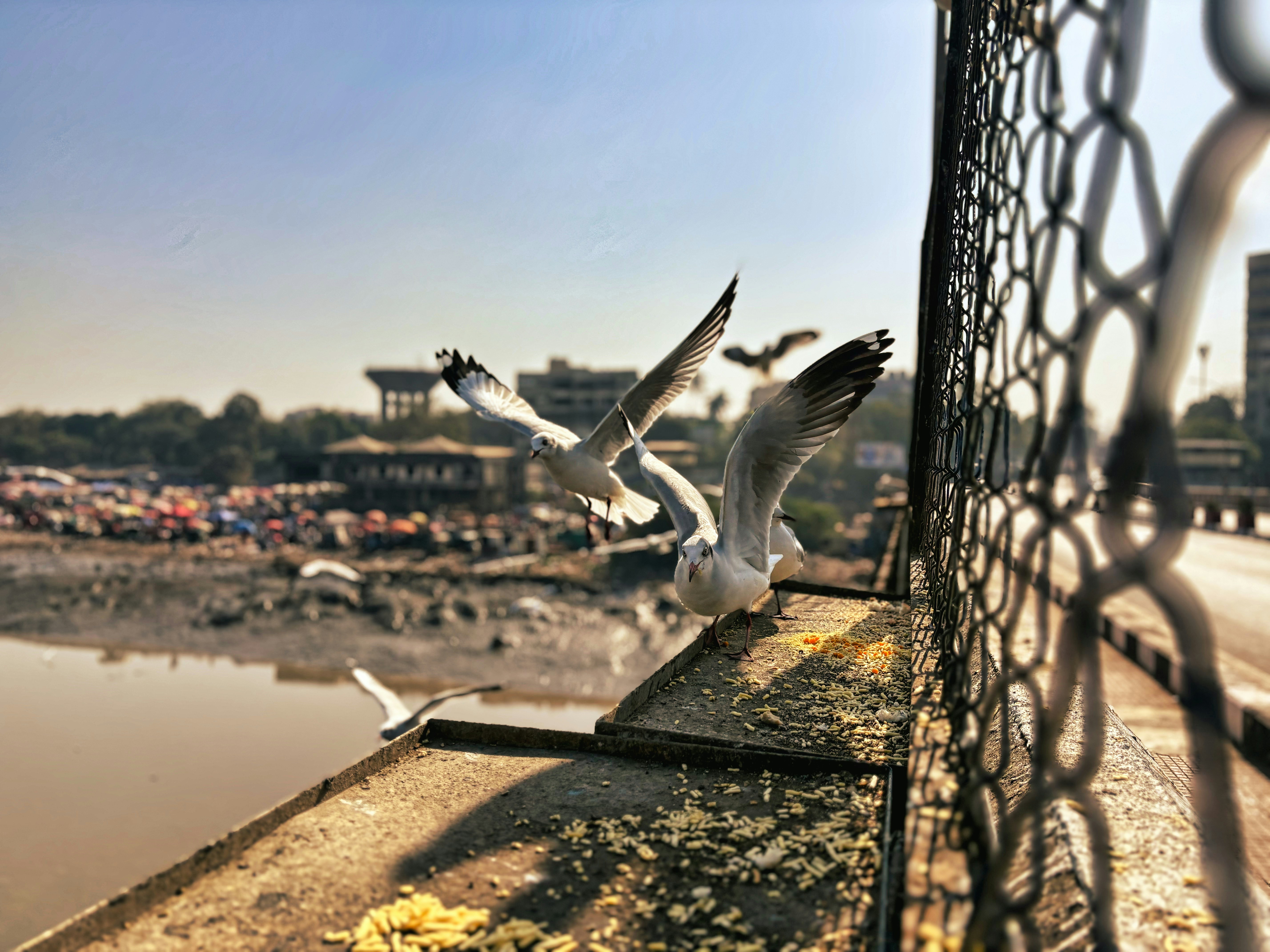 Seagulls in Motion: A Dance Above the Water
