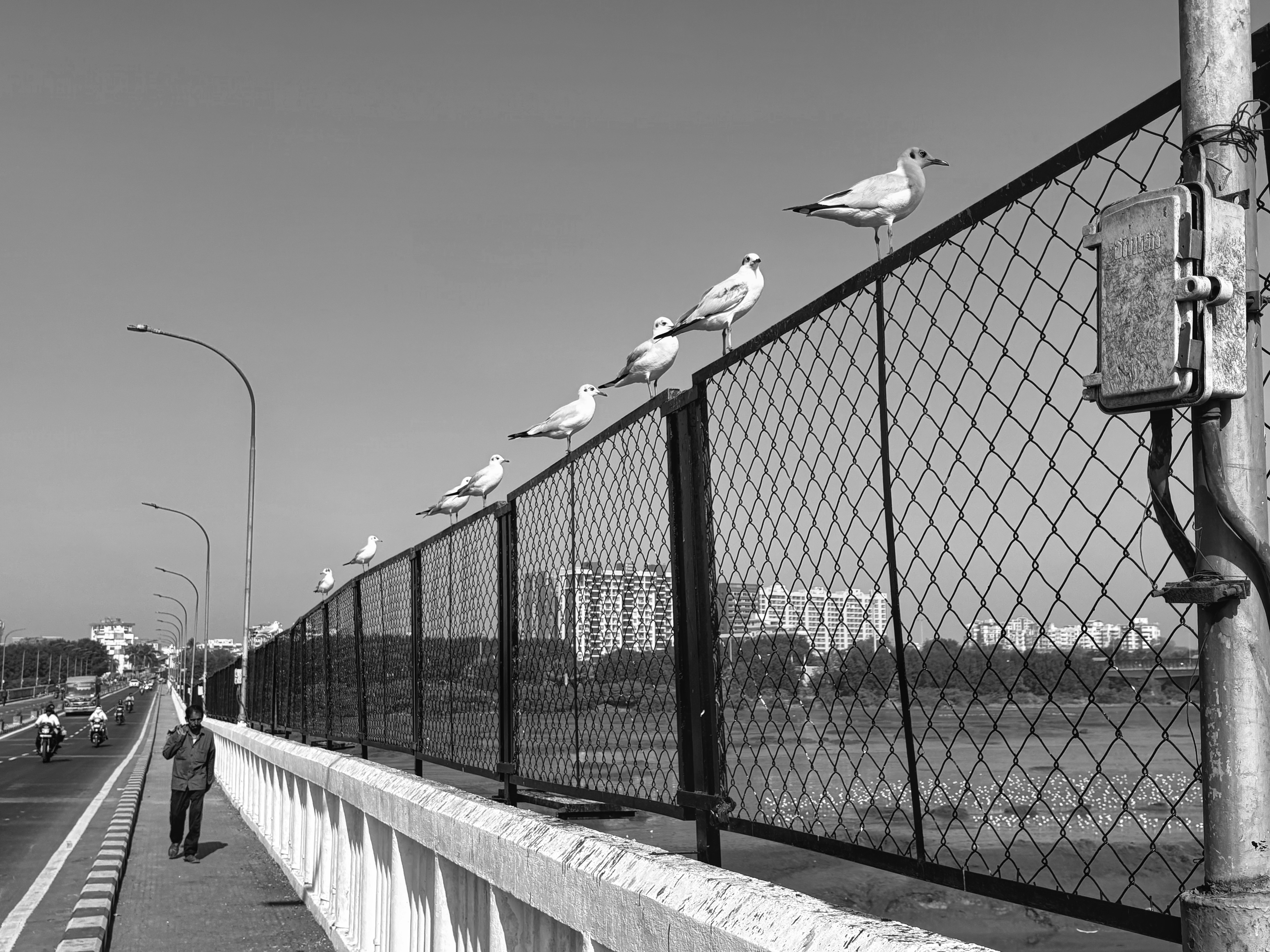 Seagulls in Silent Vigil