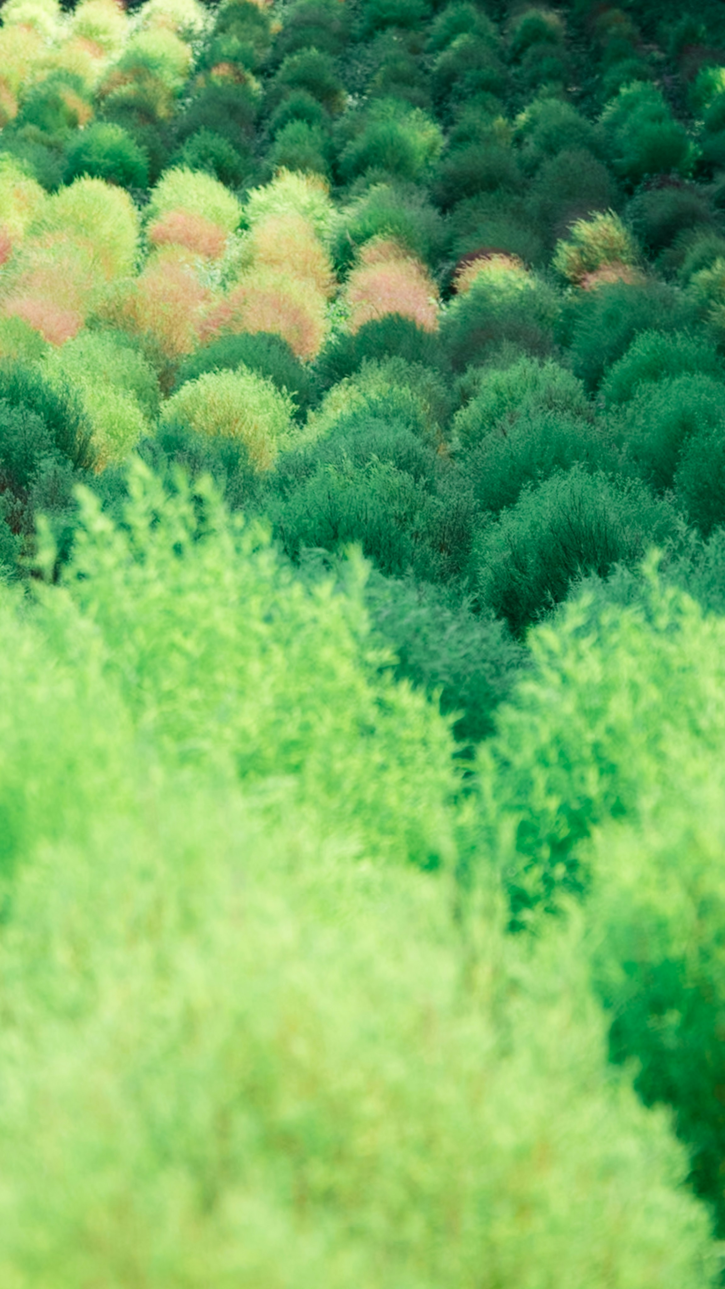 Rows of green and yellow bushes in a field.