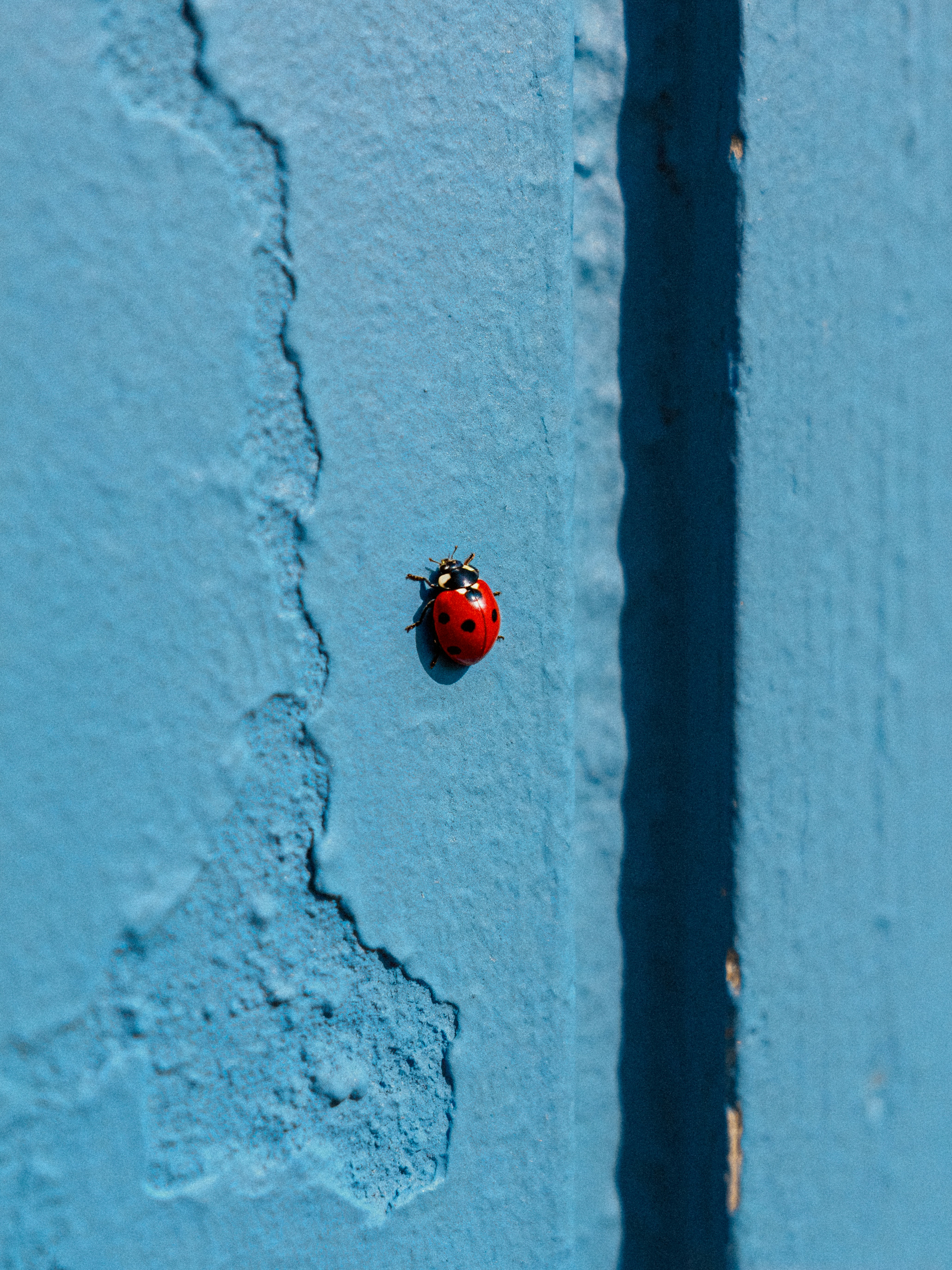 Crimson Spot on Azure Canvas