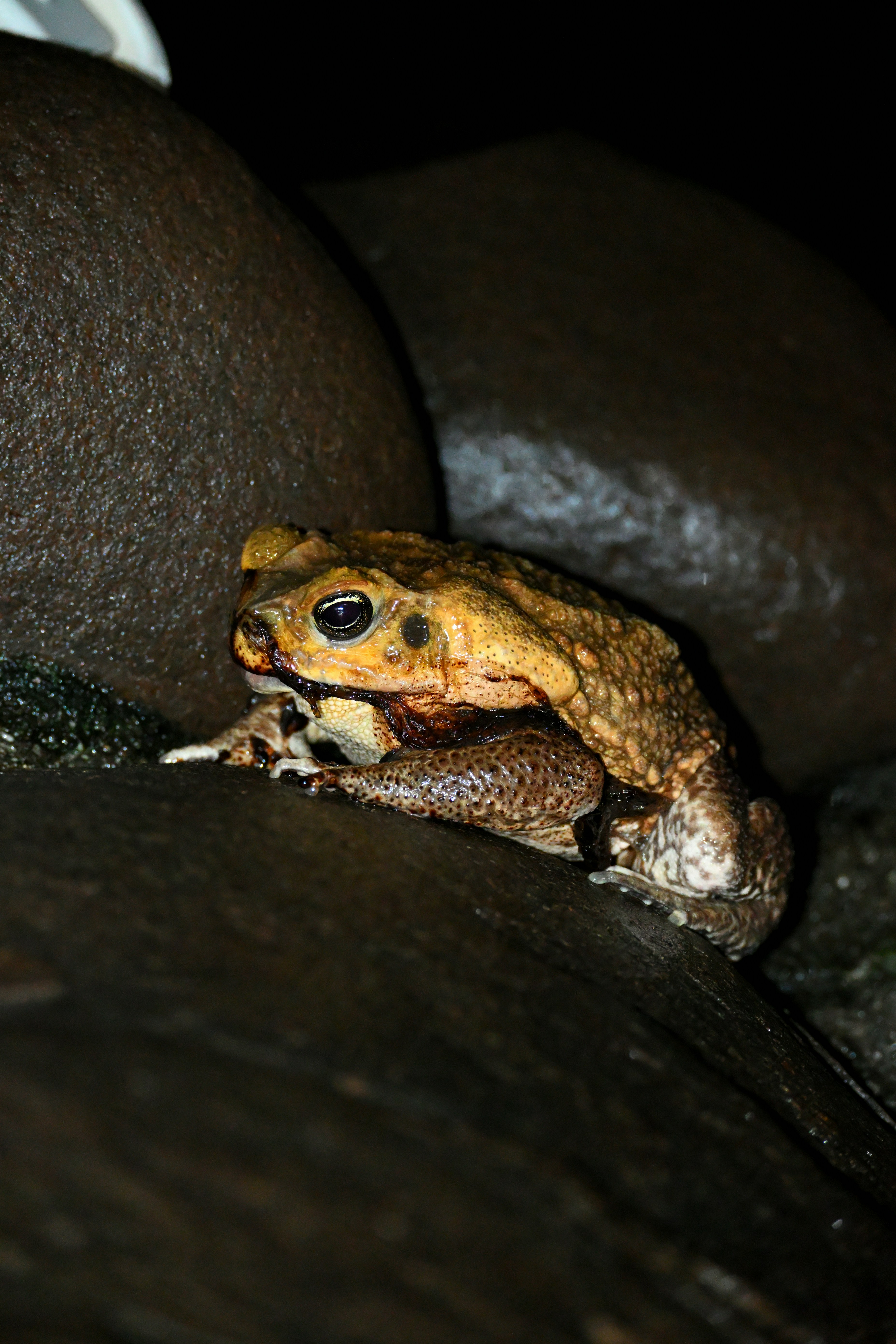 Close-up of a brown frog perched on a smooth rock, illuminated in low light. The texture of its skin contrasts with the dark background.