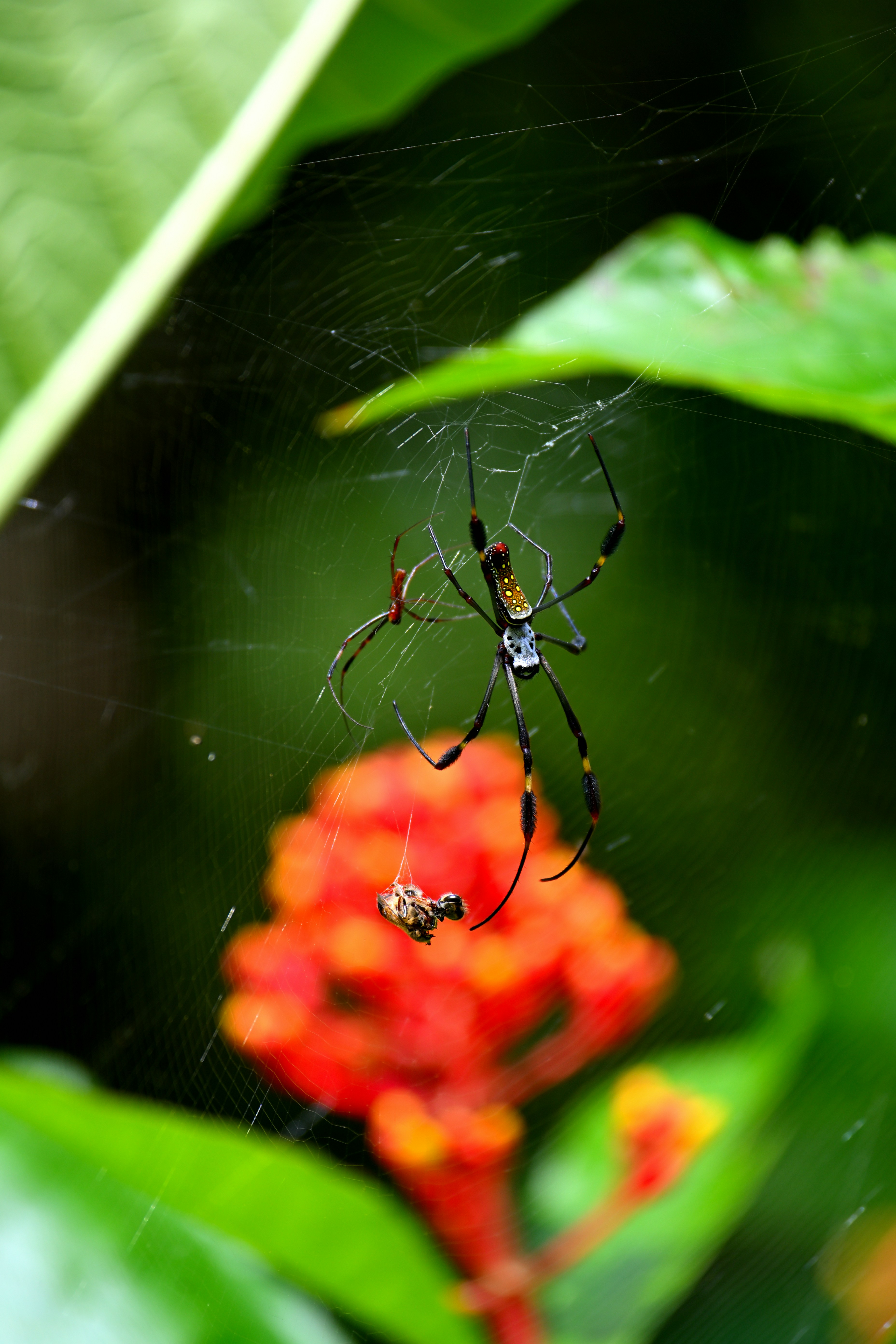 Lace and Lantana: An Orb-Weaver's Quiet Hold in a Garden Web