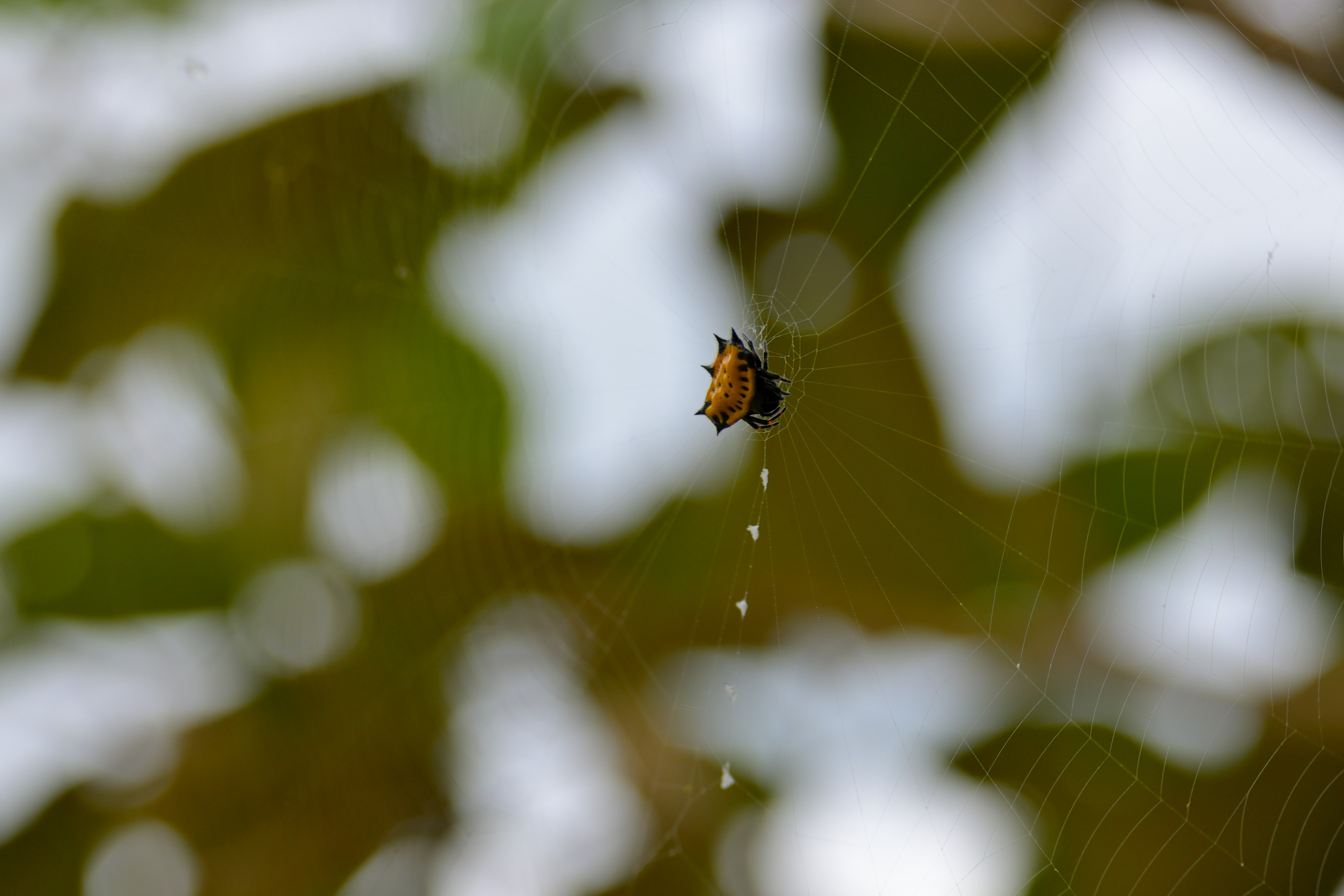 The Web Weaver's Domain