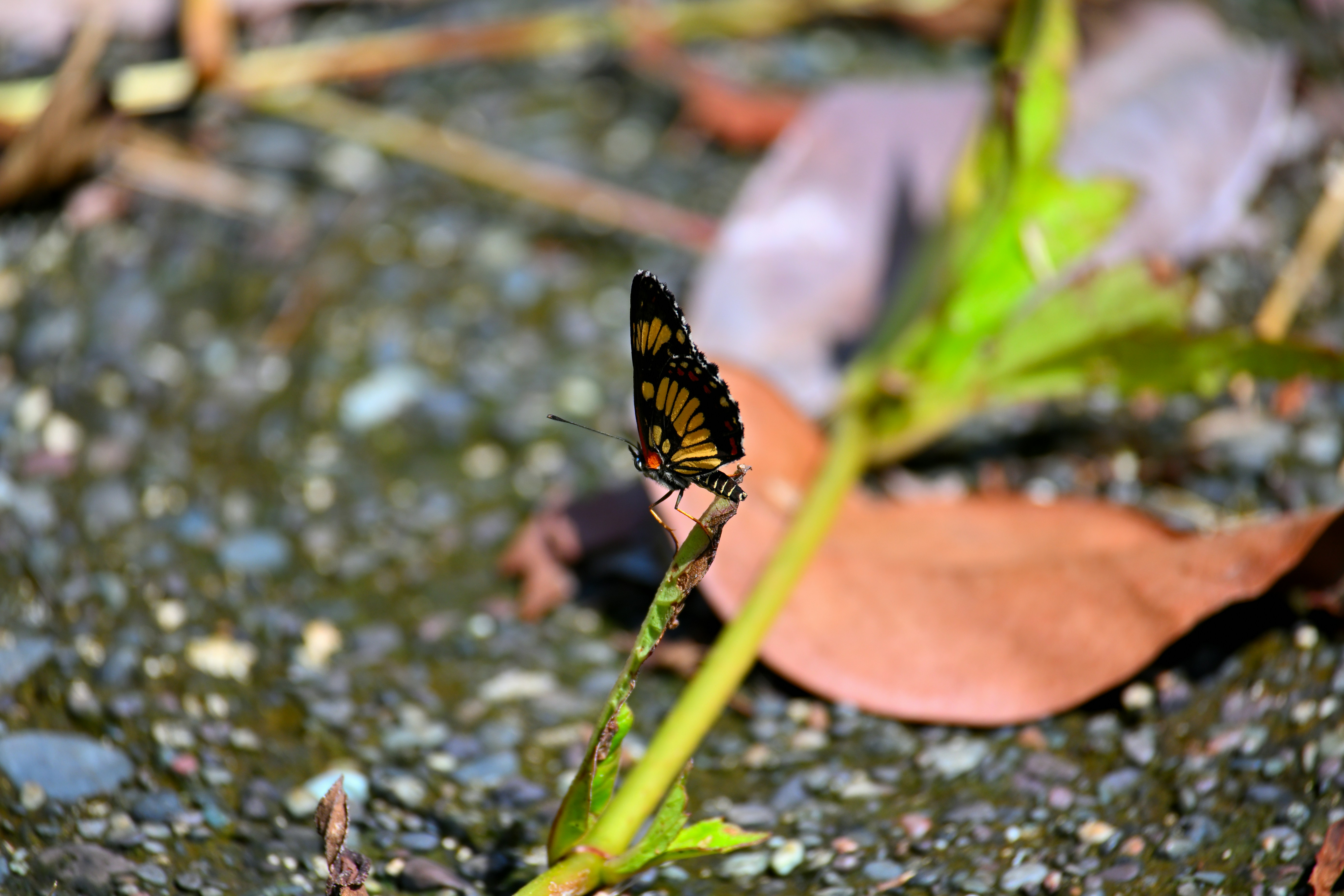Whispers of Nature: A Butterfly's Serenity