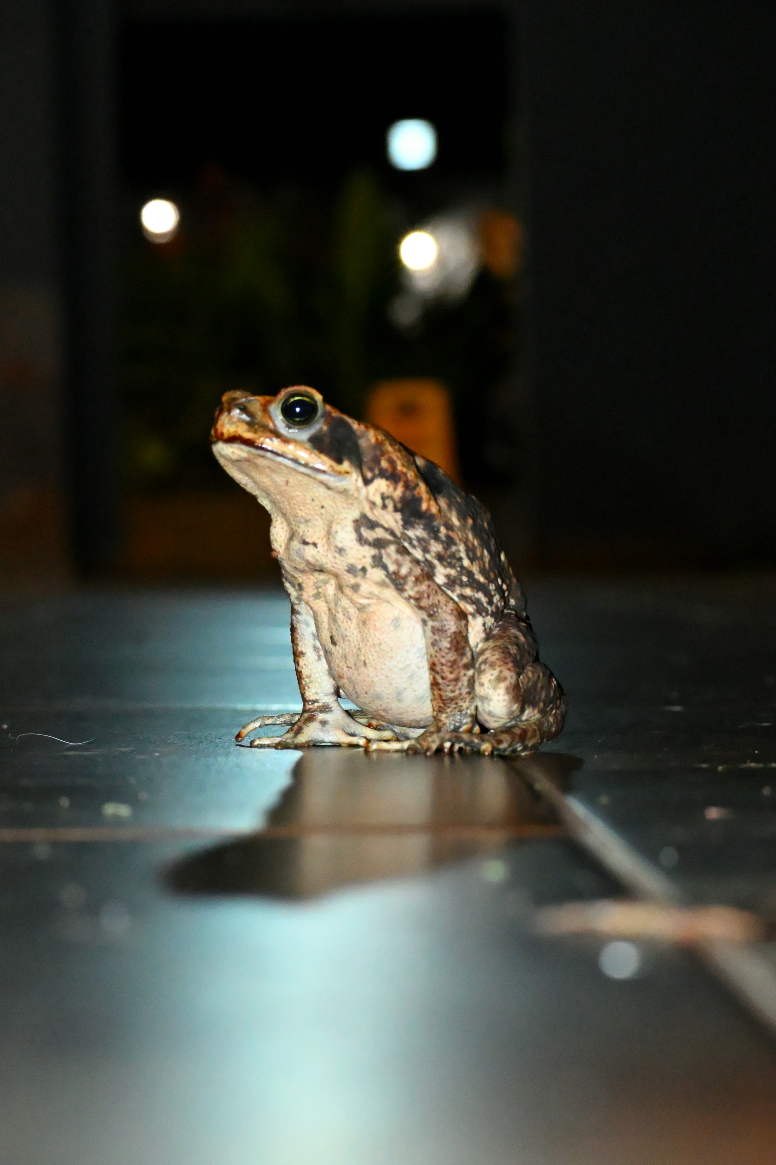 Nighttime Sentinel: The Watchful Frog