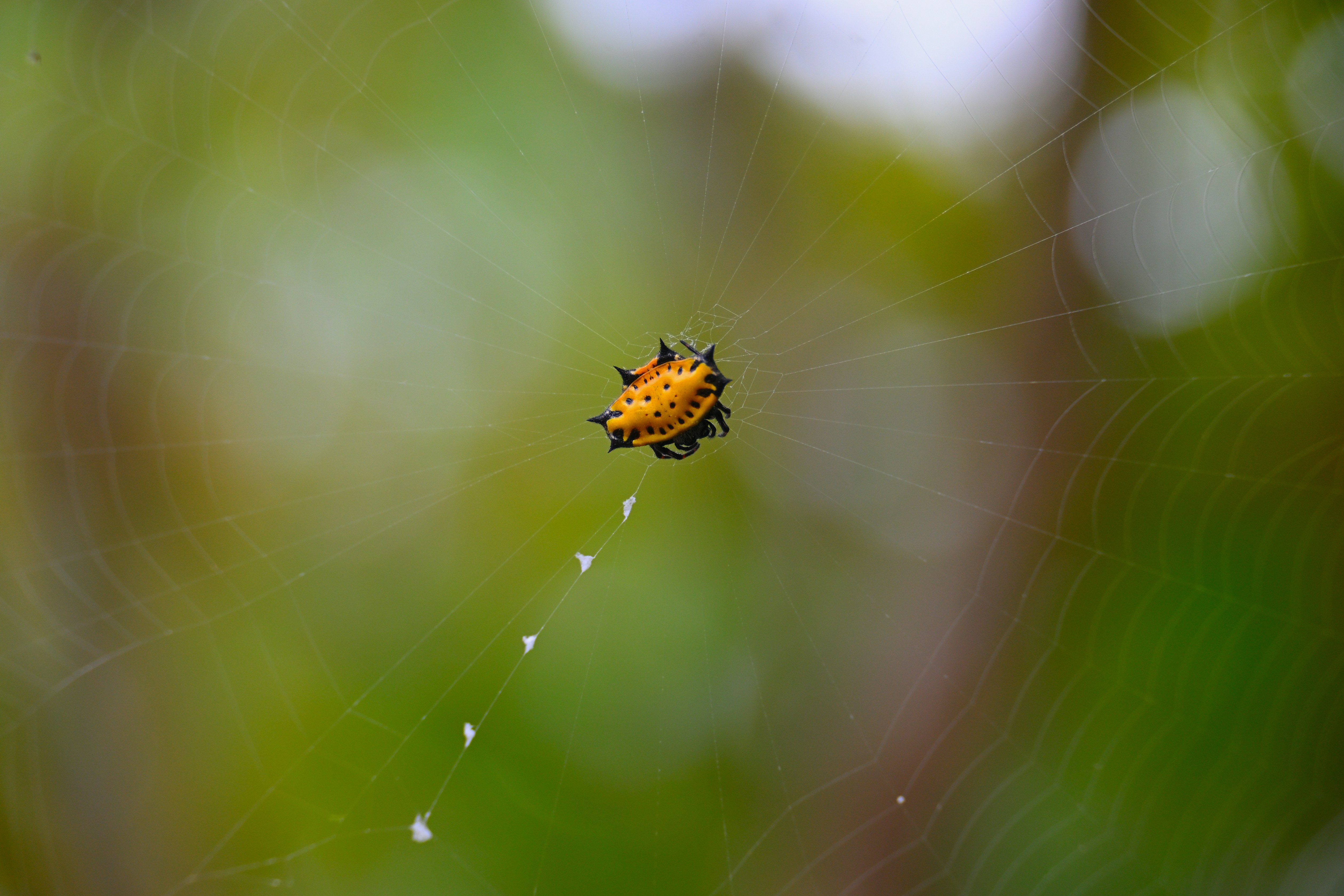 Nature's Intricate Architect: The Spiny Orb-Weaver
