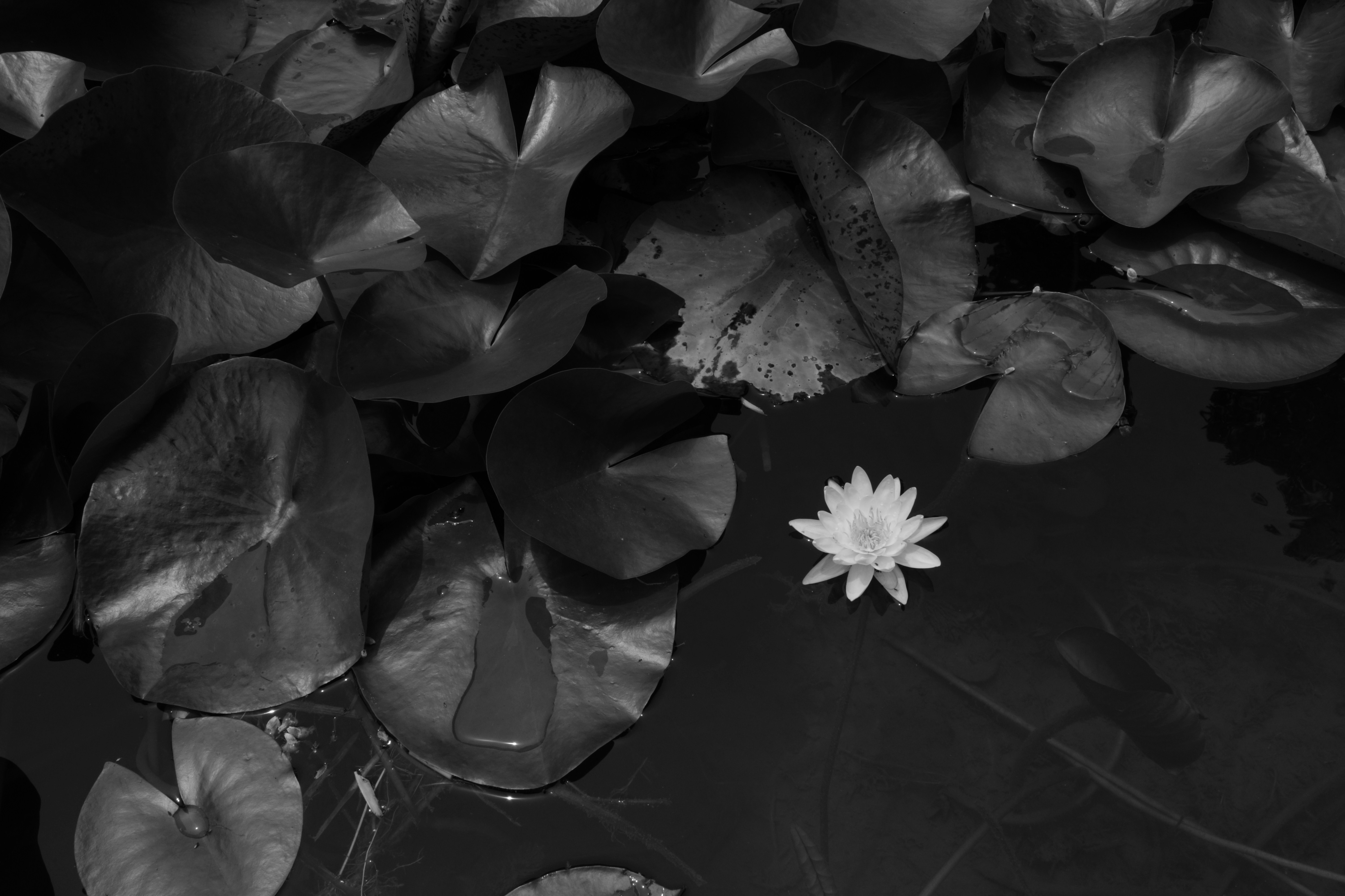 Solitary Elegance Amidst the Shadows