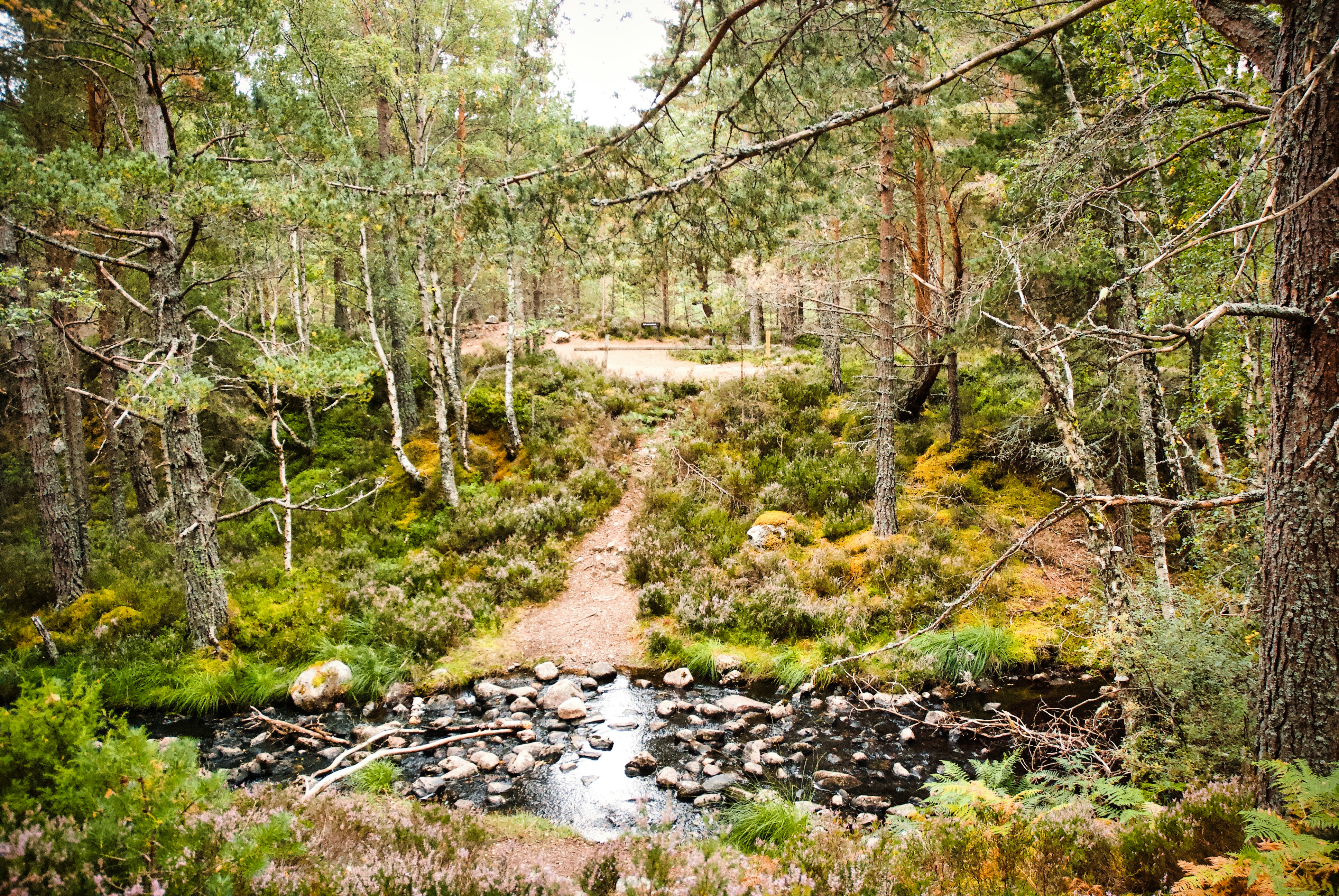 Serene Pathway Through the Whispering Woods