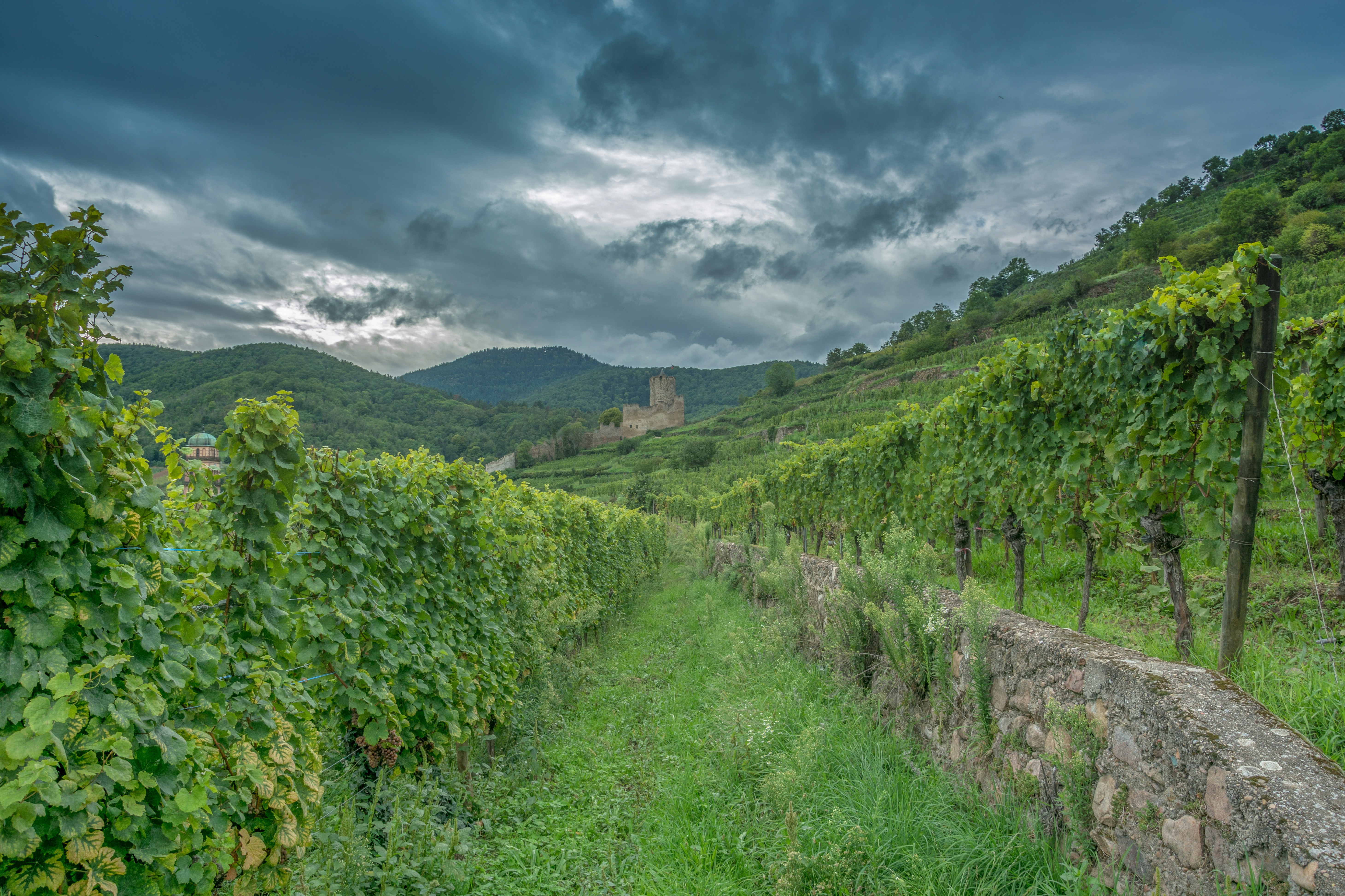 Vineyard rows leading to a distant castle ruins.