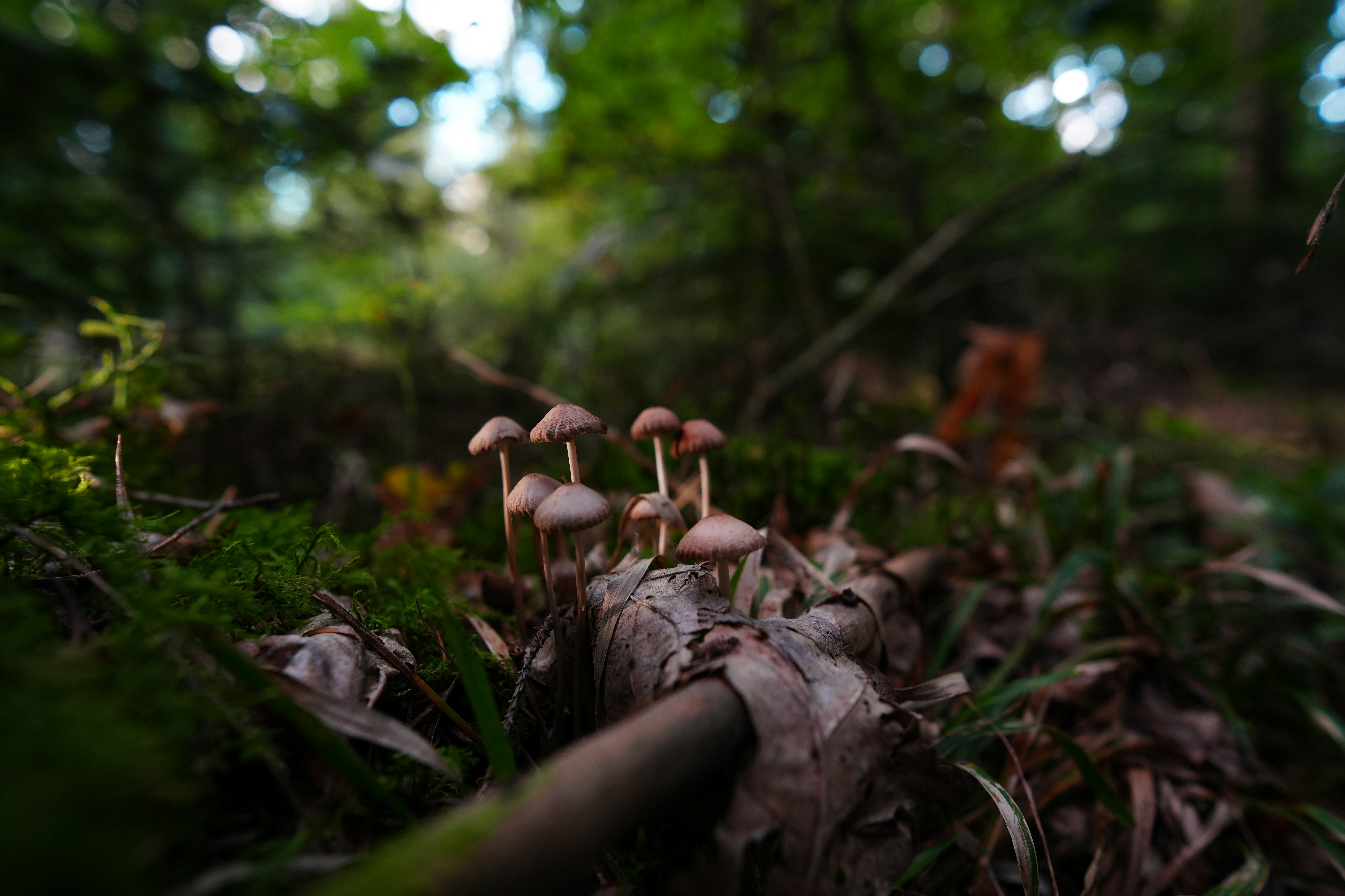 Whispers of the Forest Floor