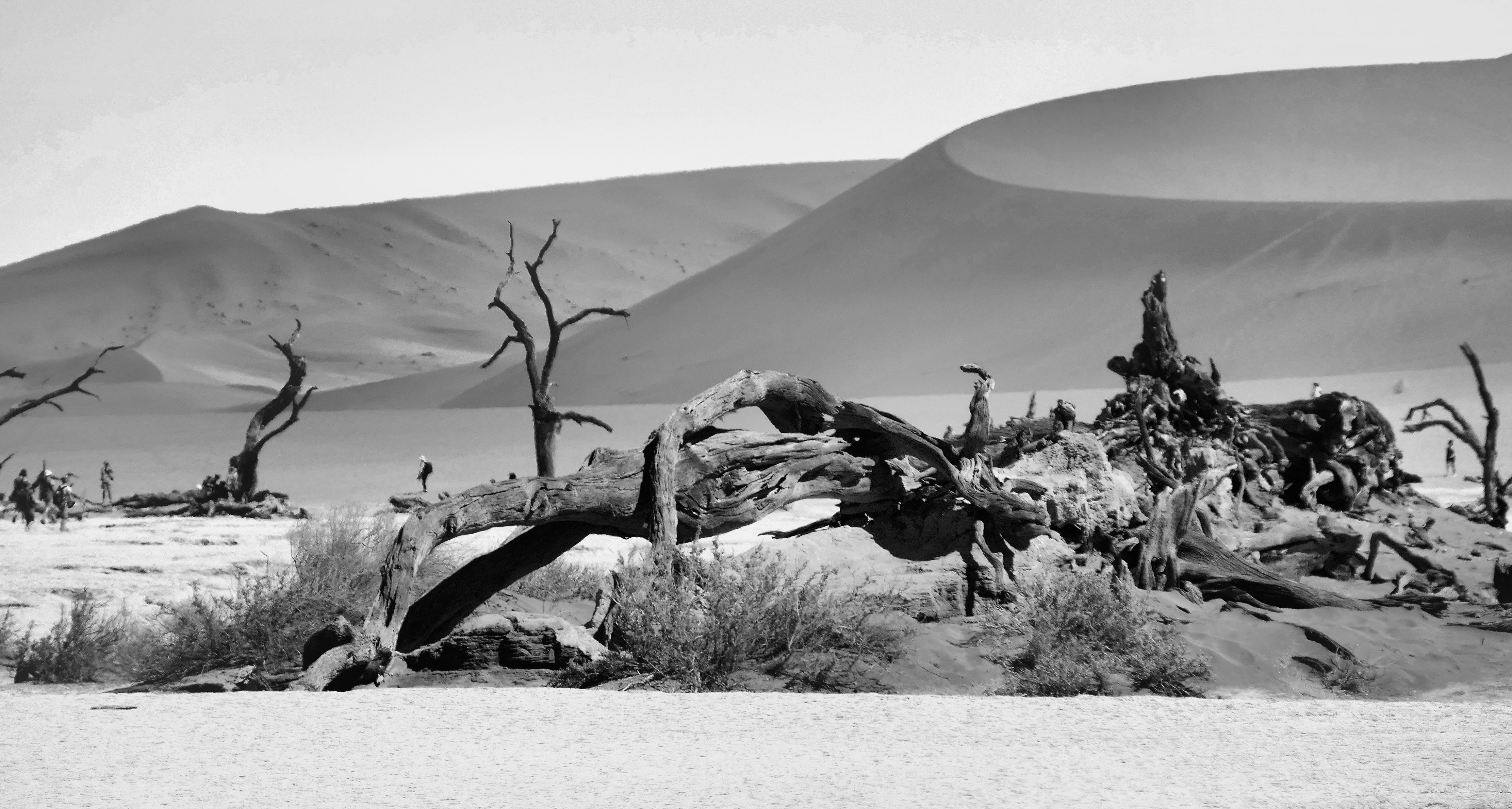 Whispers of the Desert: Nature's Sculpted Remains