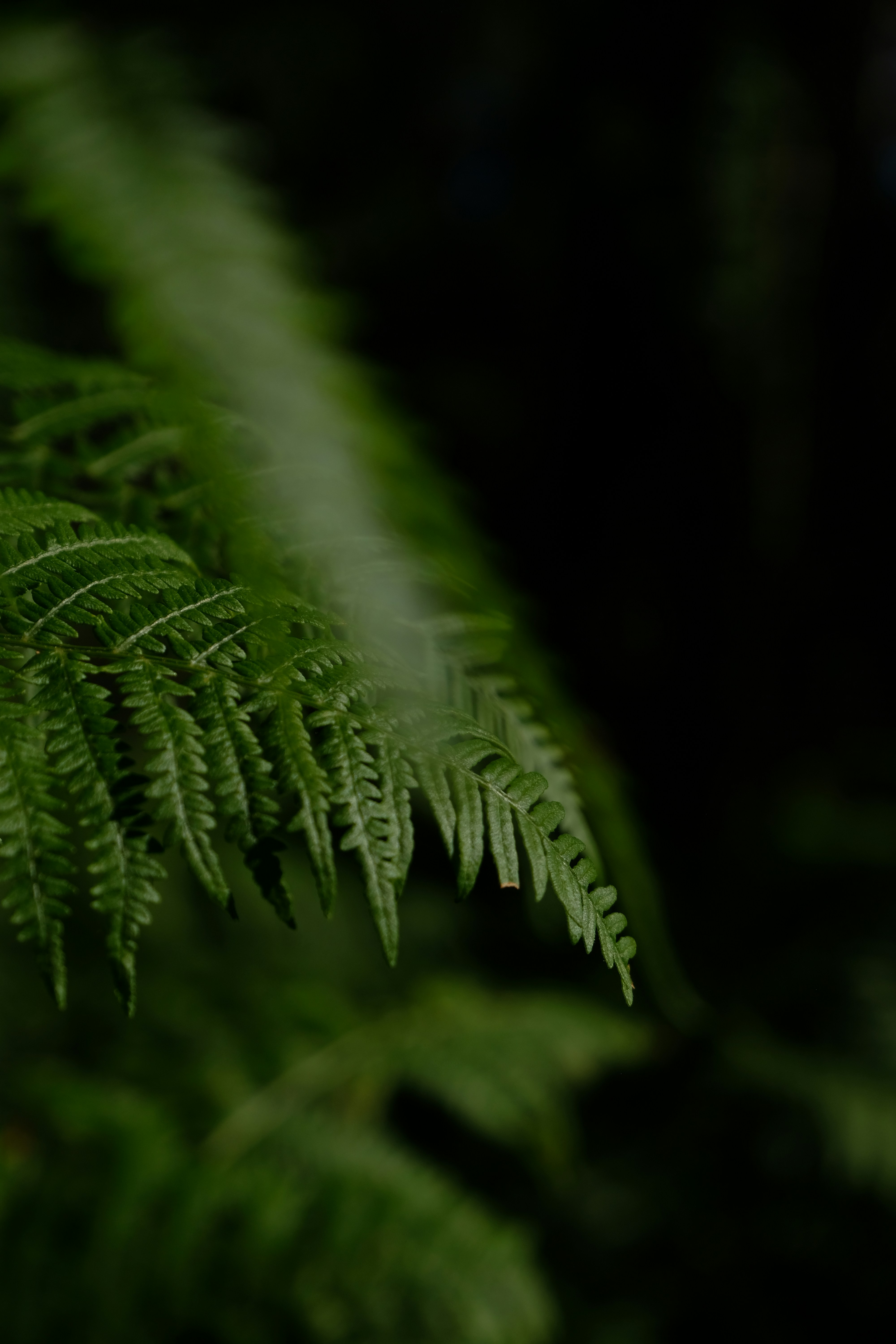 Close-up of vibrant green fern leaves against a dark background, highlighting the intricate textures and patterns of the foliage.
