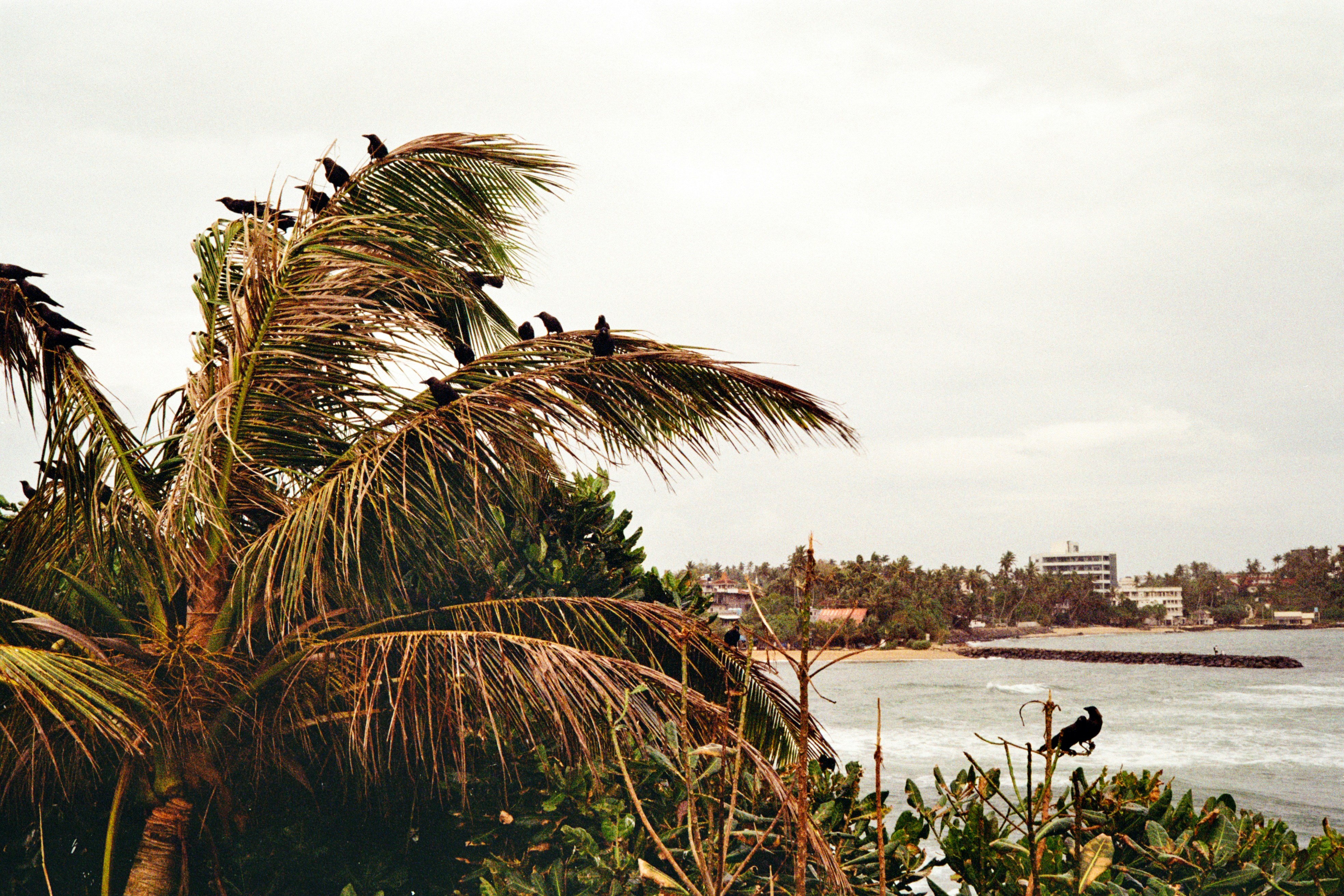 Kodak Gold 200 🎞️ | Birds perched on a palm tree by the ocean.