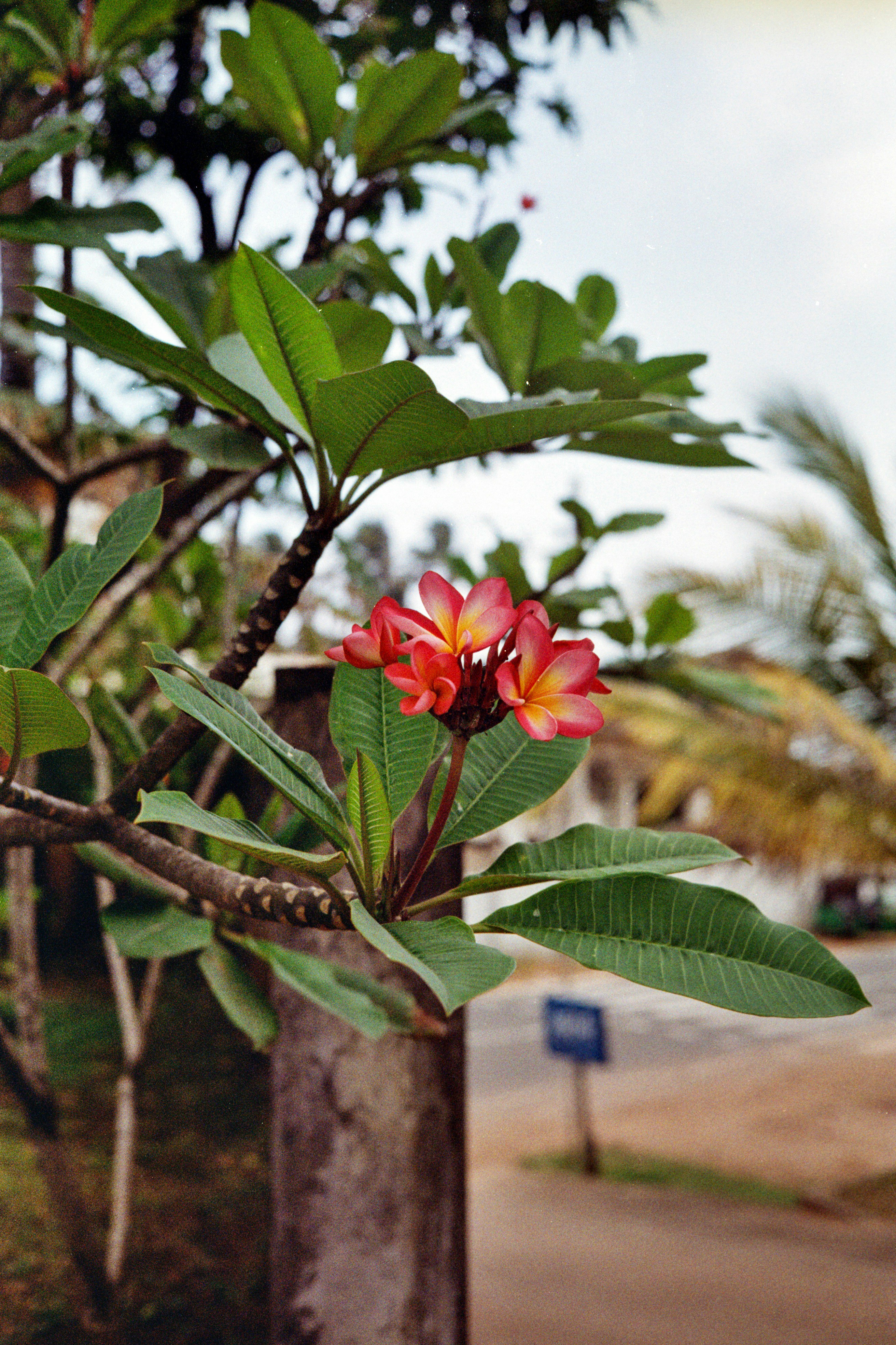 Kodak Gold 200 🎞️ | Pink and yellow plumeria flowers on a tree branch.