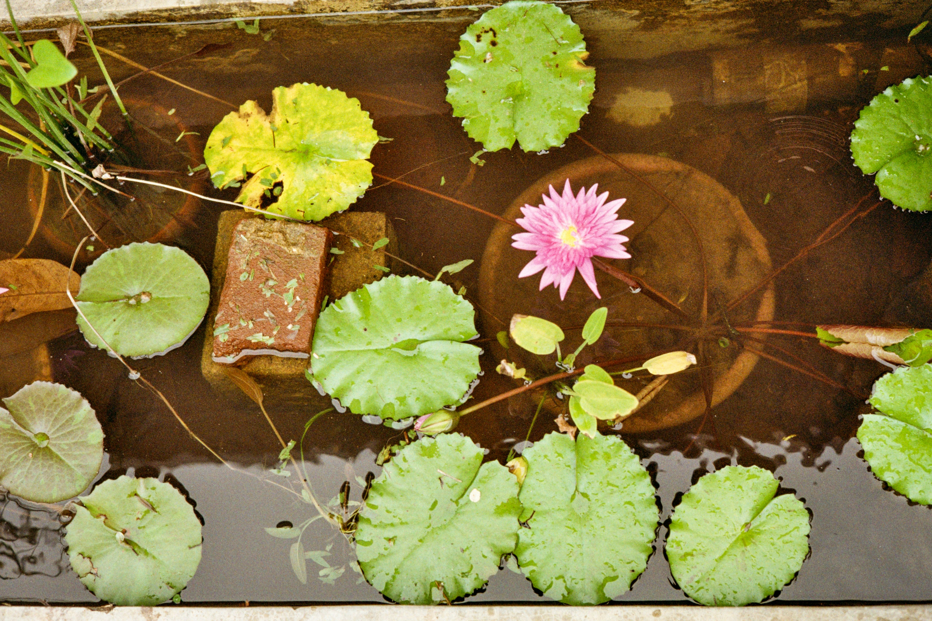 Kodak Gold 200 🎞️ | Pink water lily blooming among green lily pads