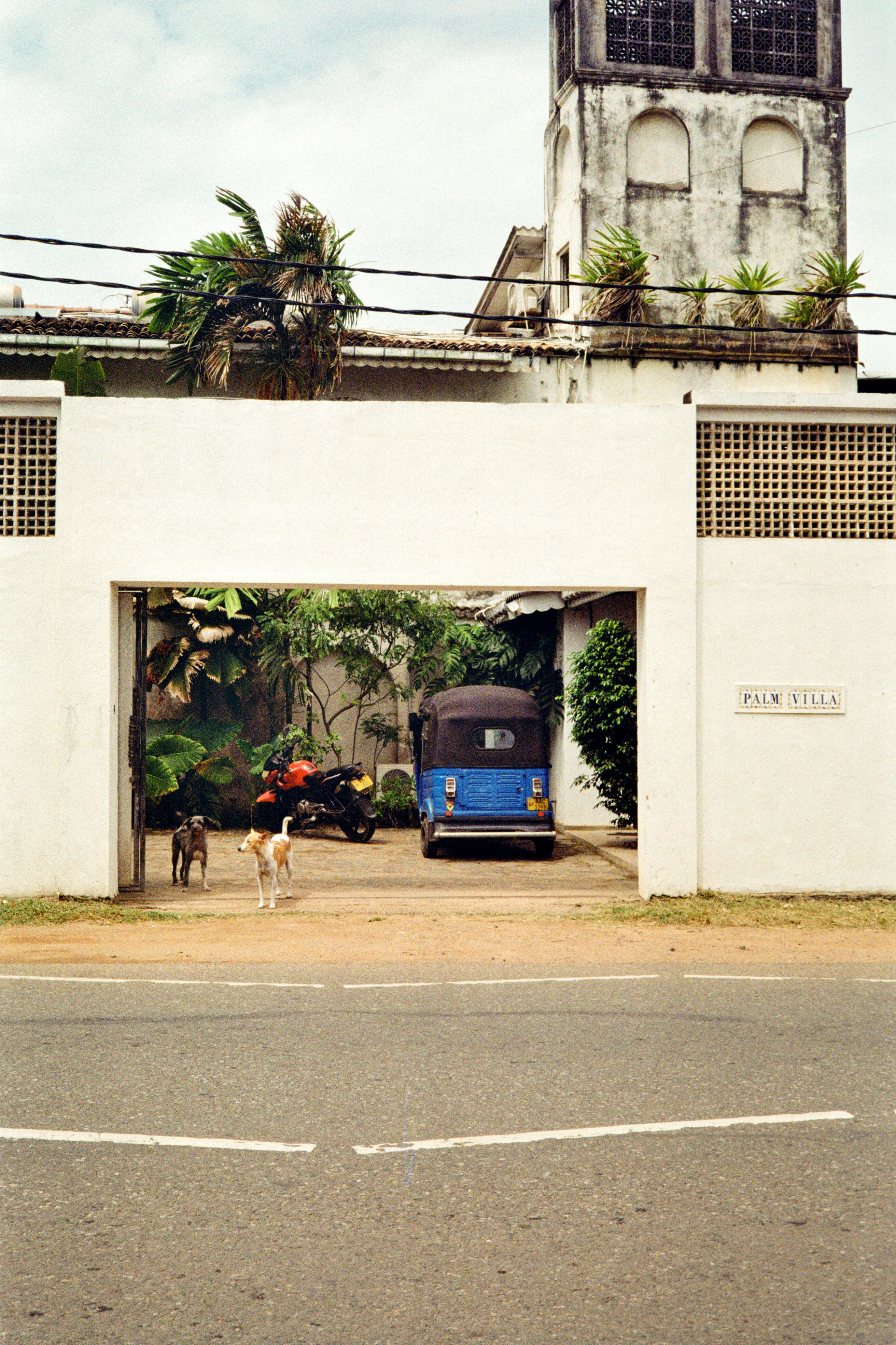 Two dogs stand outside a white-walled entrance, revealing a blue vehicle and lush greenery beyond. The scene evokes a tranquil, tropical atmosphere.