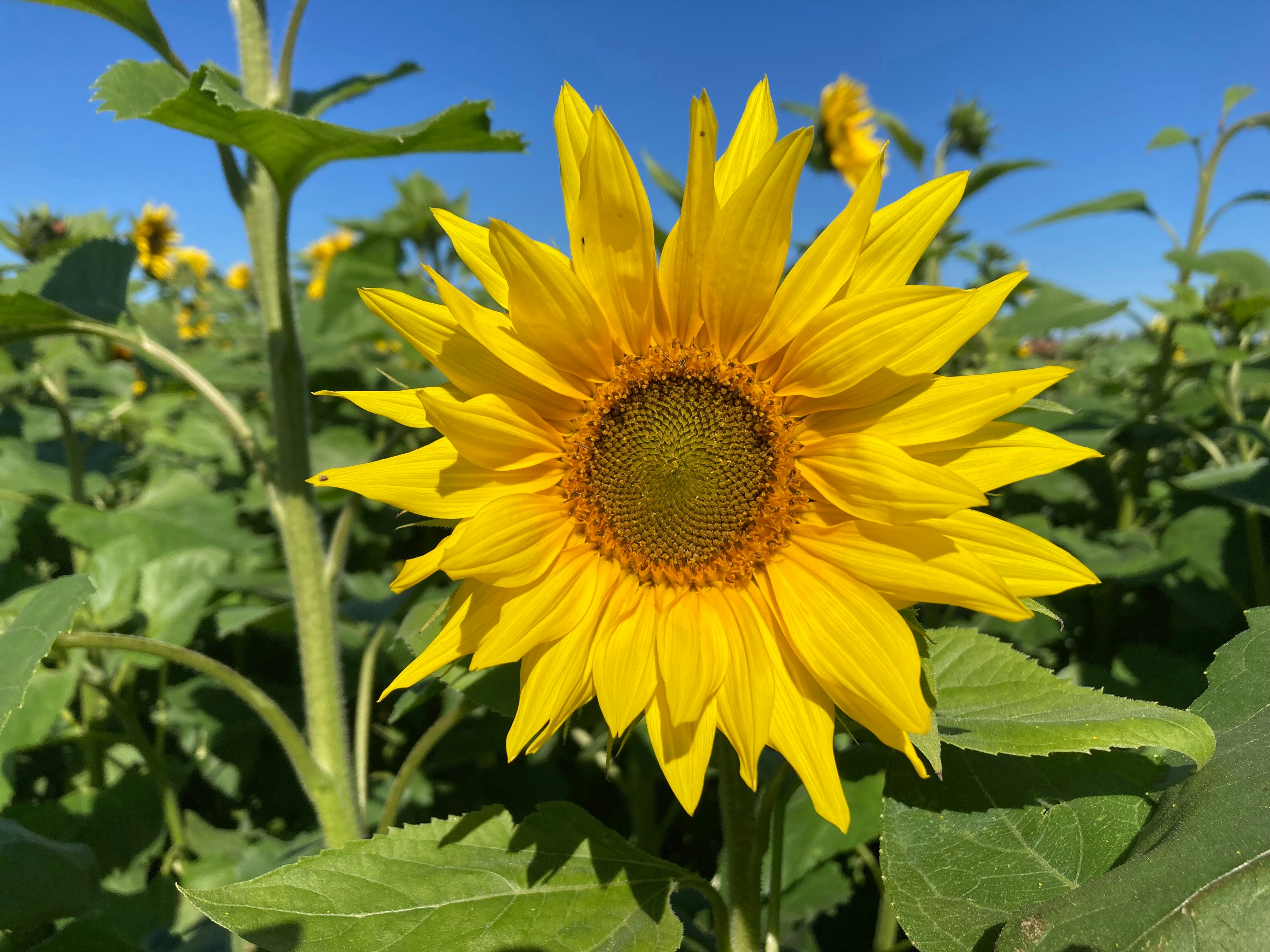 Sunflower | A bright yellow sunflower blooms in a field.