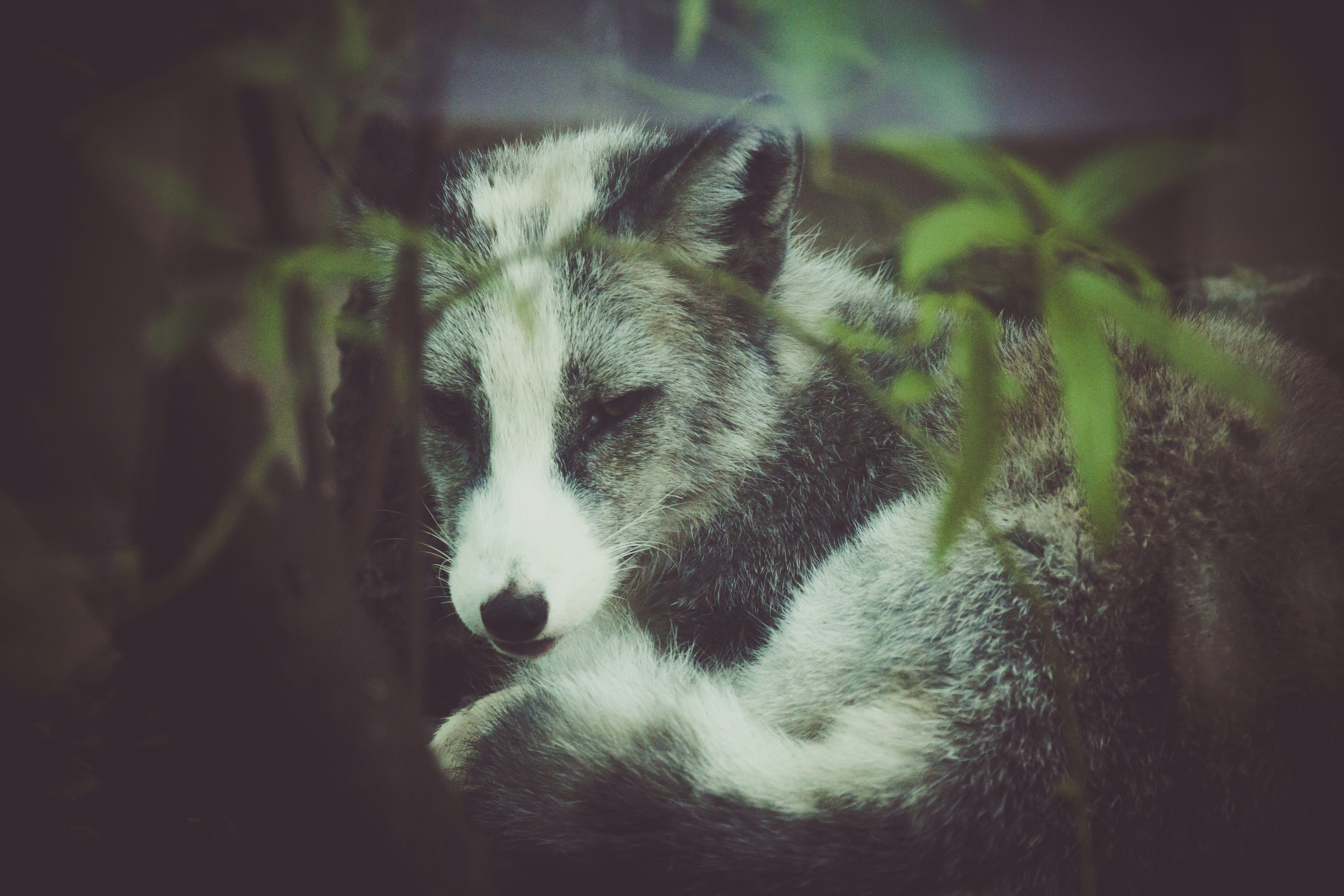 Silent Serenity: The Resting Arctic Fox