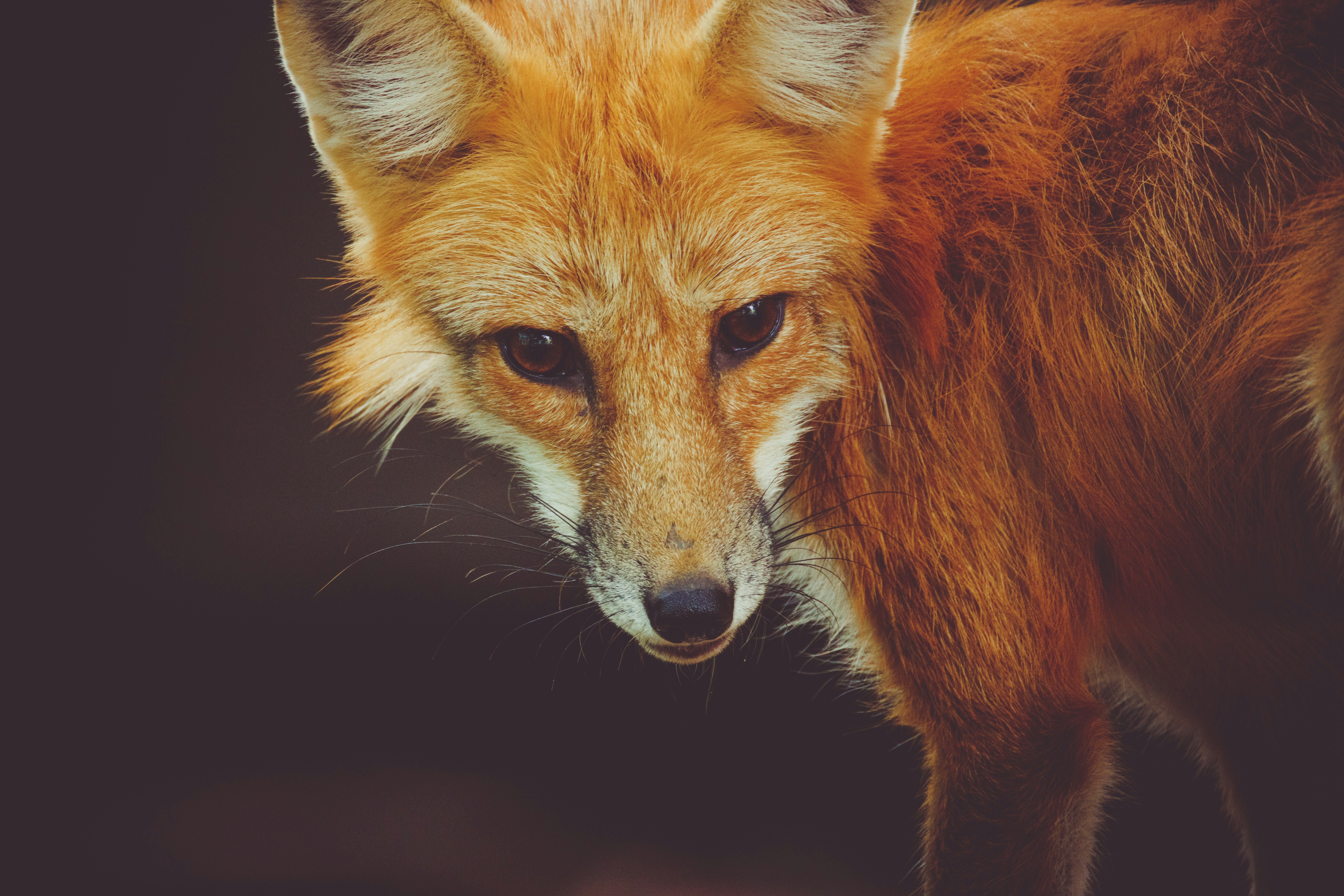 A close-up of a red fox with dark background
