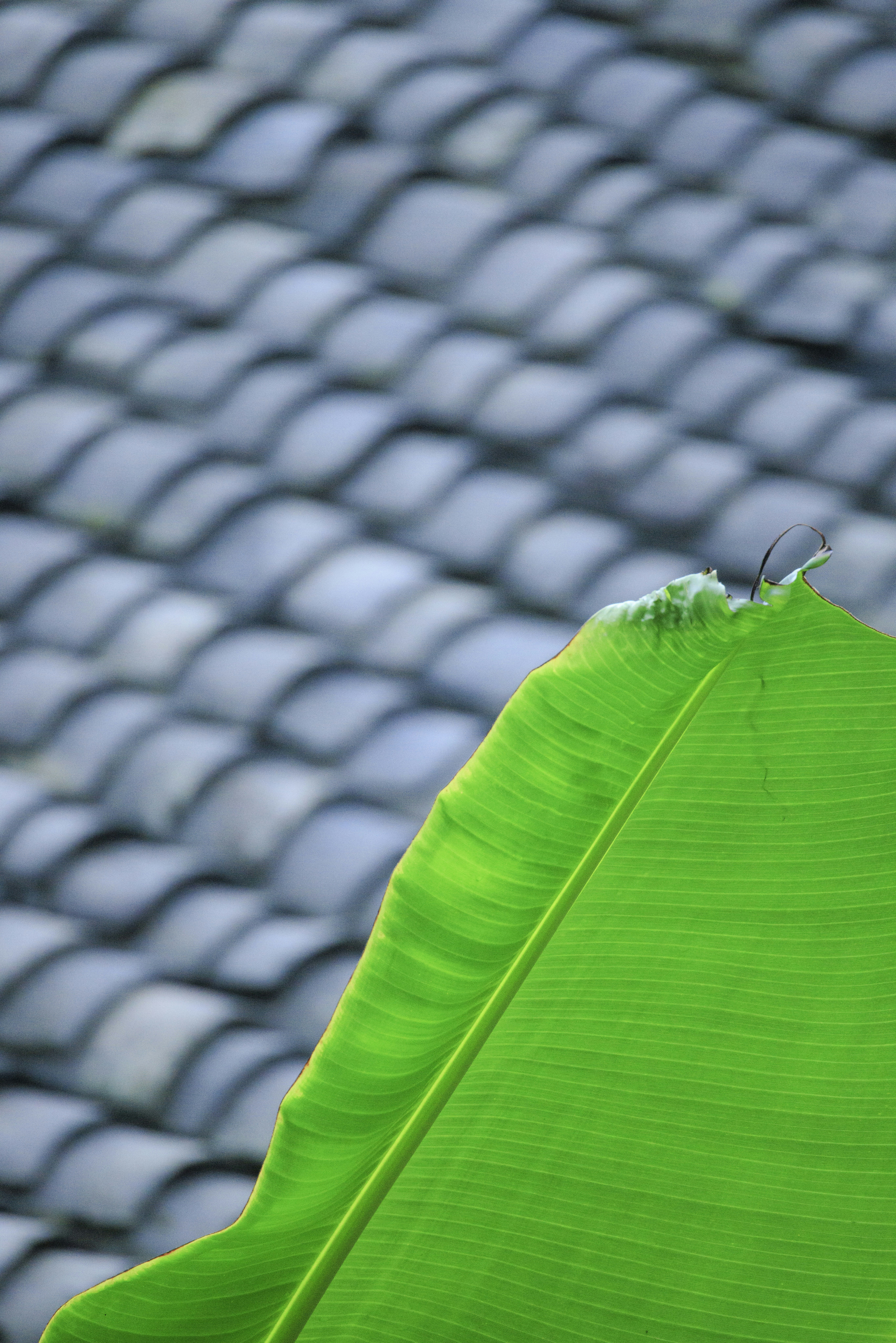 Green leaf in front of grey tiled roof