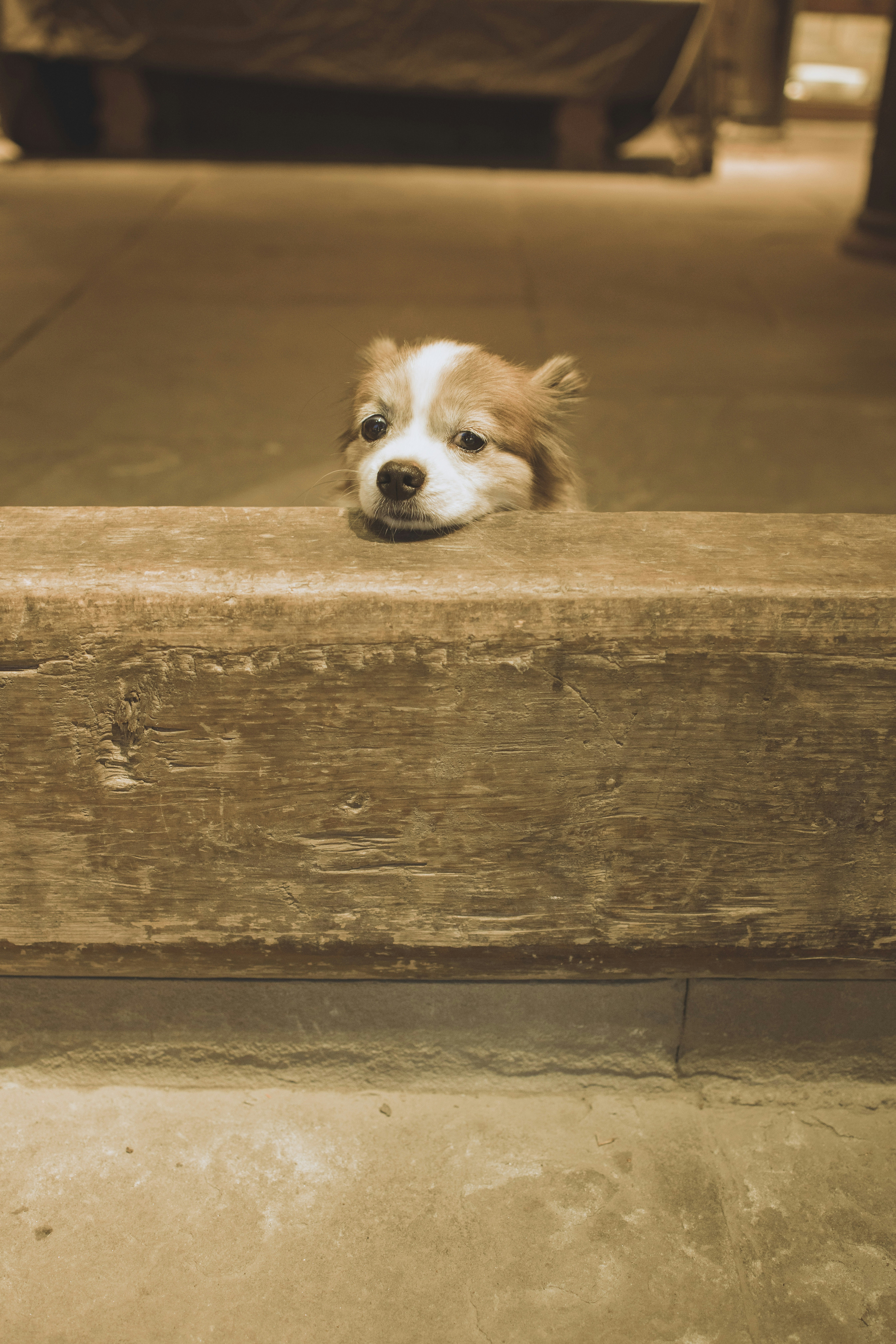 The Curious Canine Over the Threshold