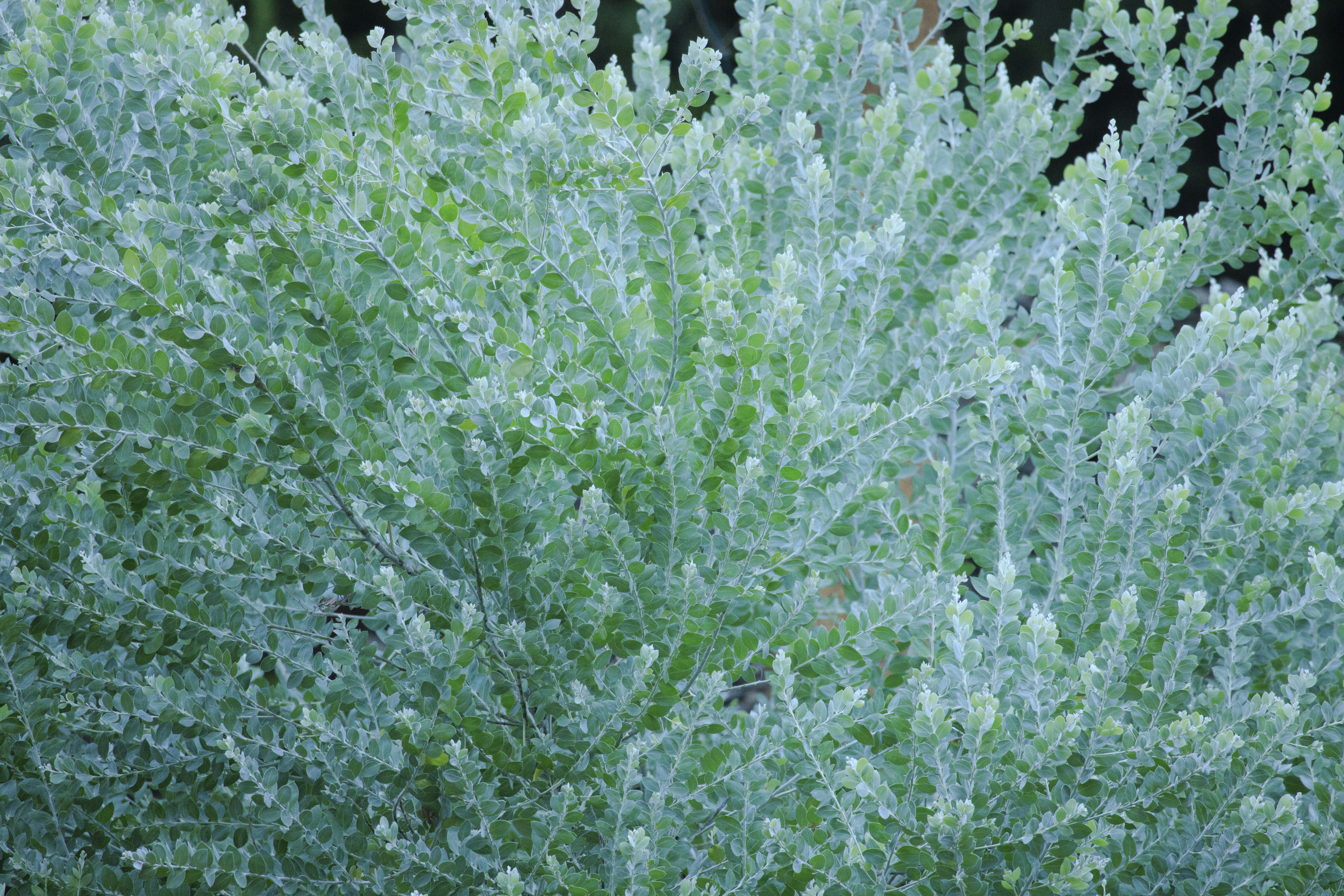 Intricately layered green foliage creating a vibrant natural pattern. The image captures the delicate details of leaves in a dense arrangement.