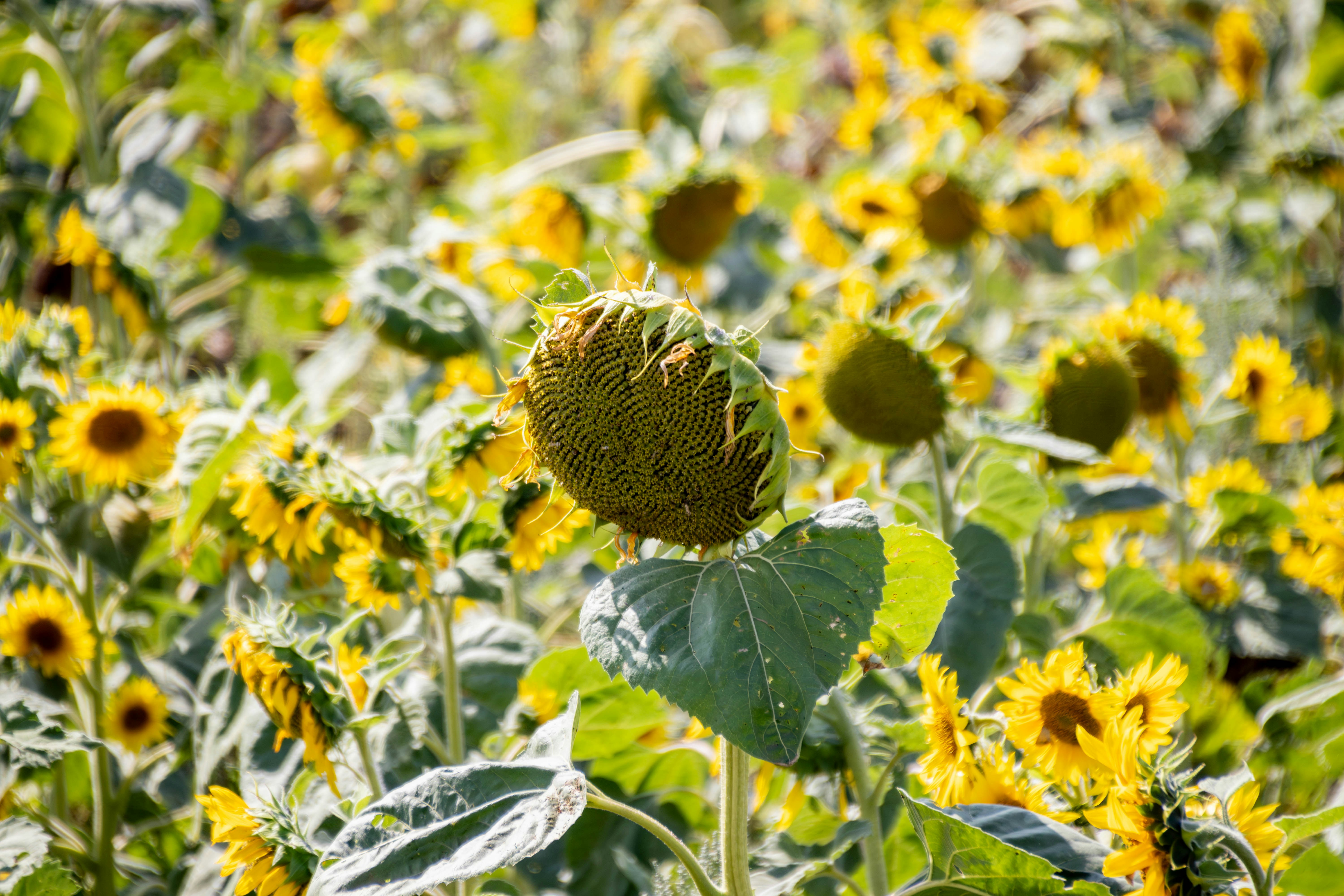 A field of sunflowers, with a prominent sunflower head in the foreground, showcasing the vibrant yellow petals and lush green leaves. The scene captures the essence of summer's bounty.