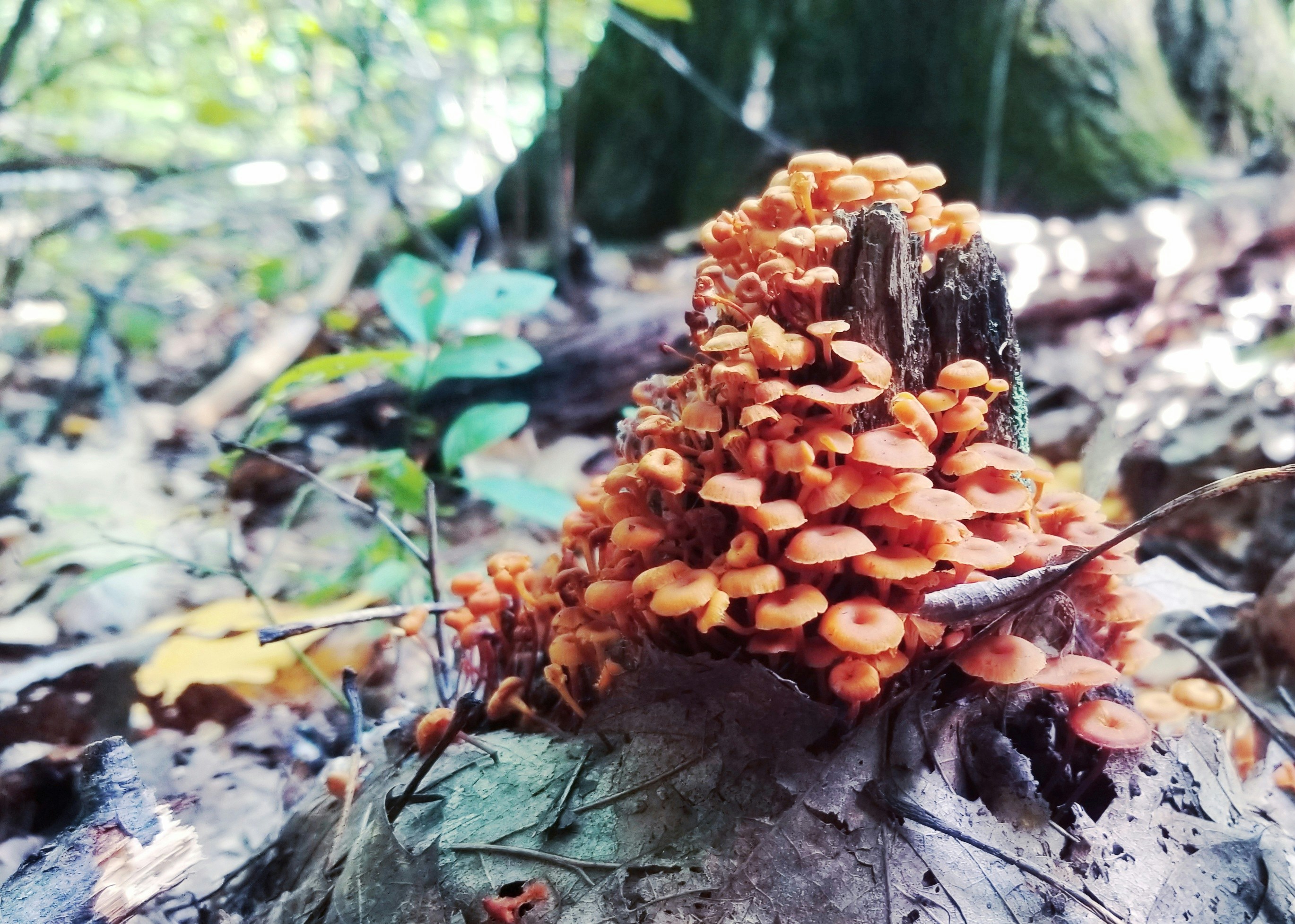 Cluster of small orange mushrooms growing on a tree stump