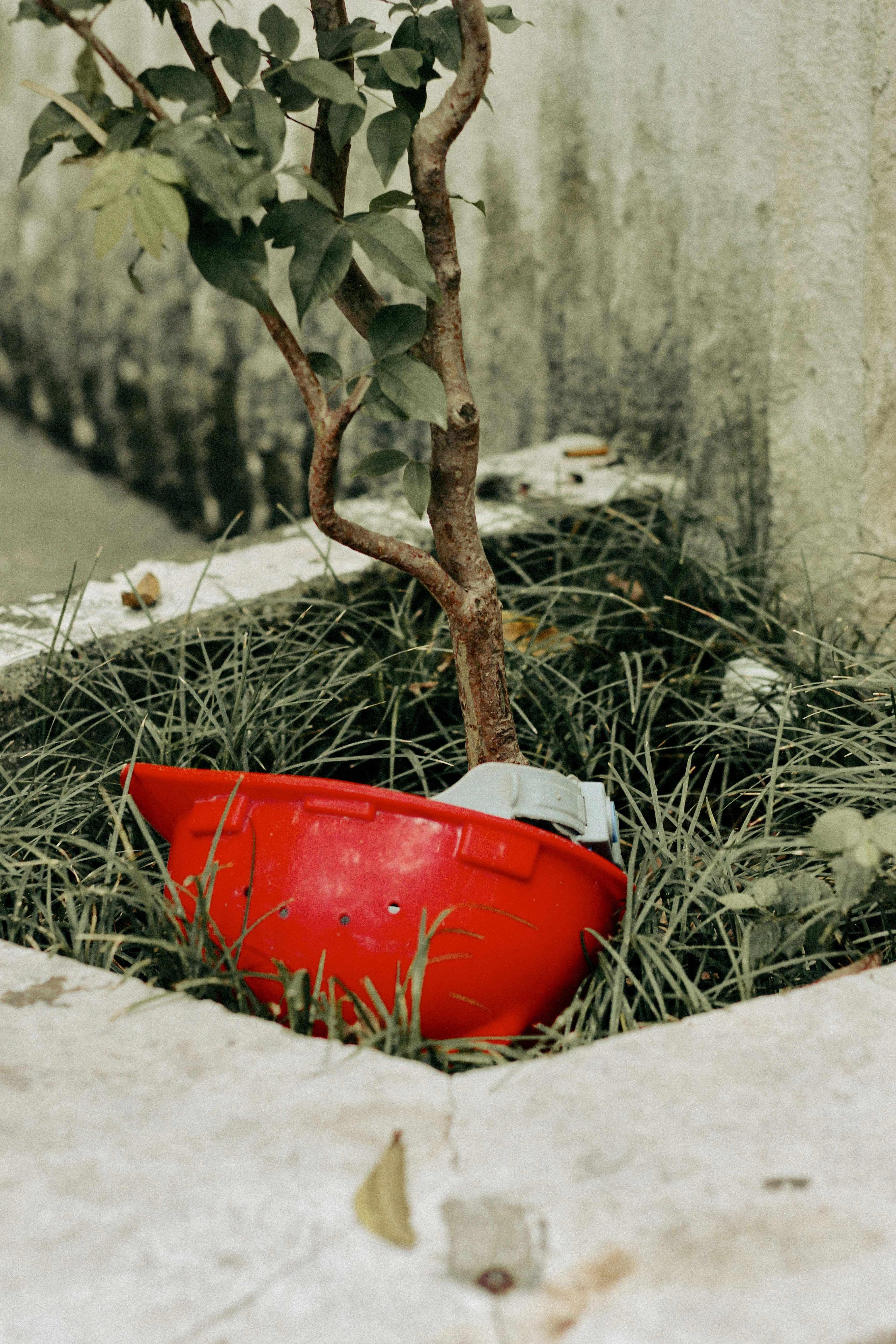 A red bowl sits in grass under a small tree.