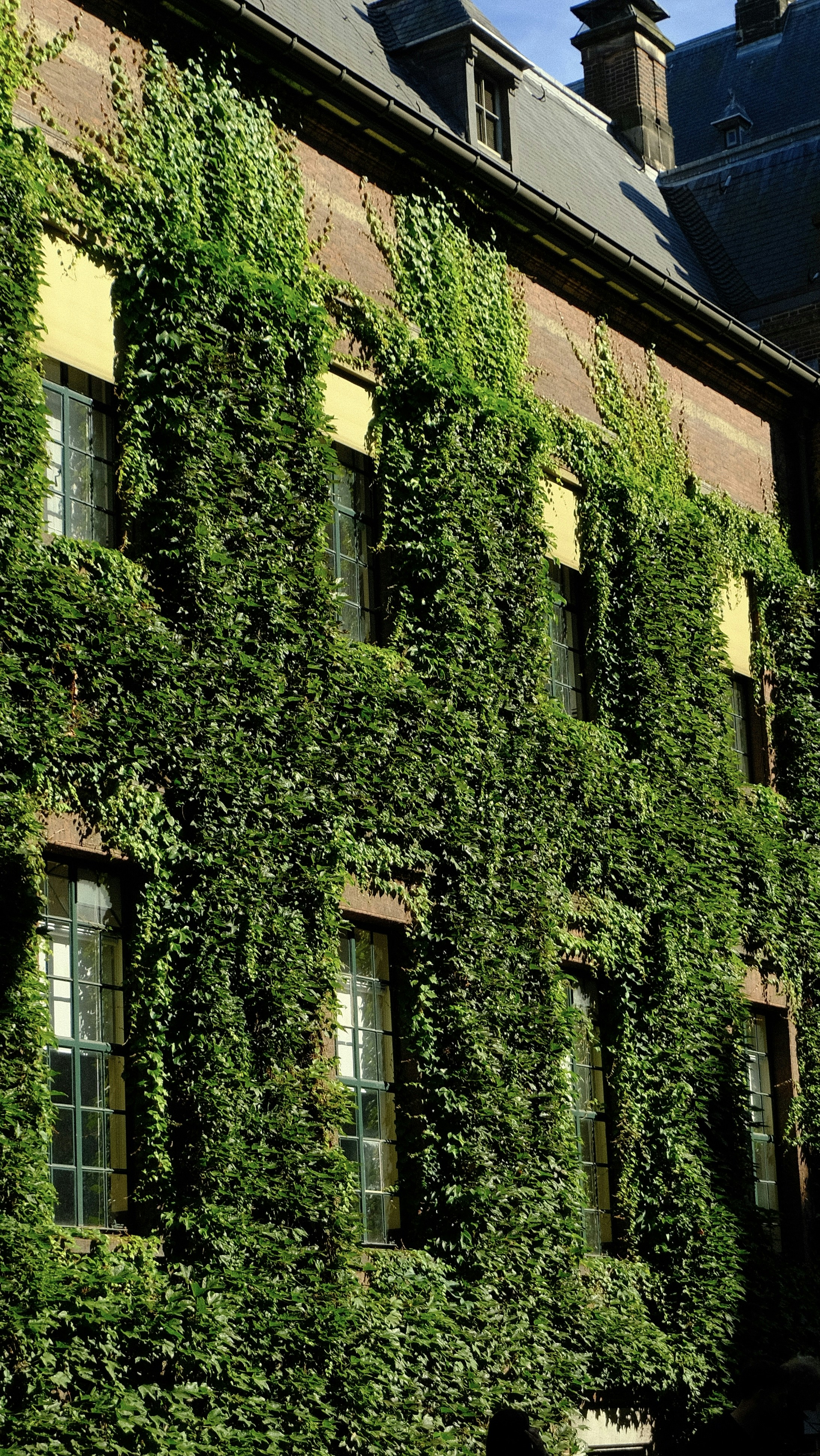 A historic building enveloped in lush green ivy, showcasing the harmony between architecture and nature. The sunlight highlights the intricate patterns of leaves and windows.