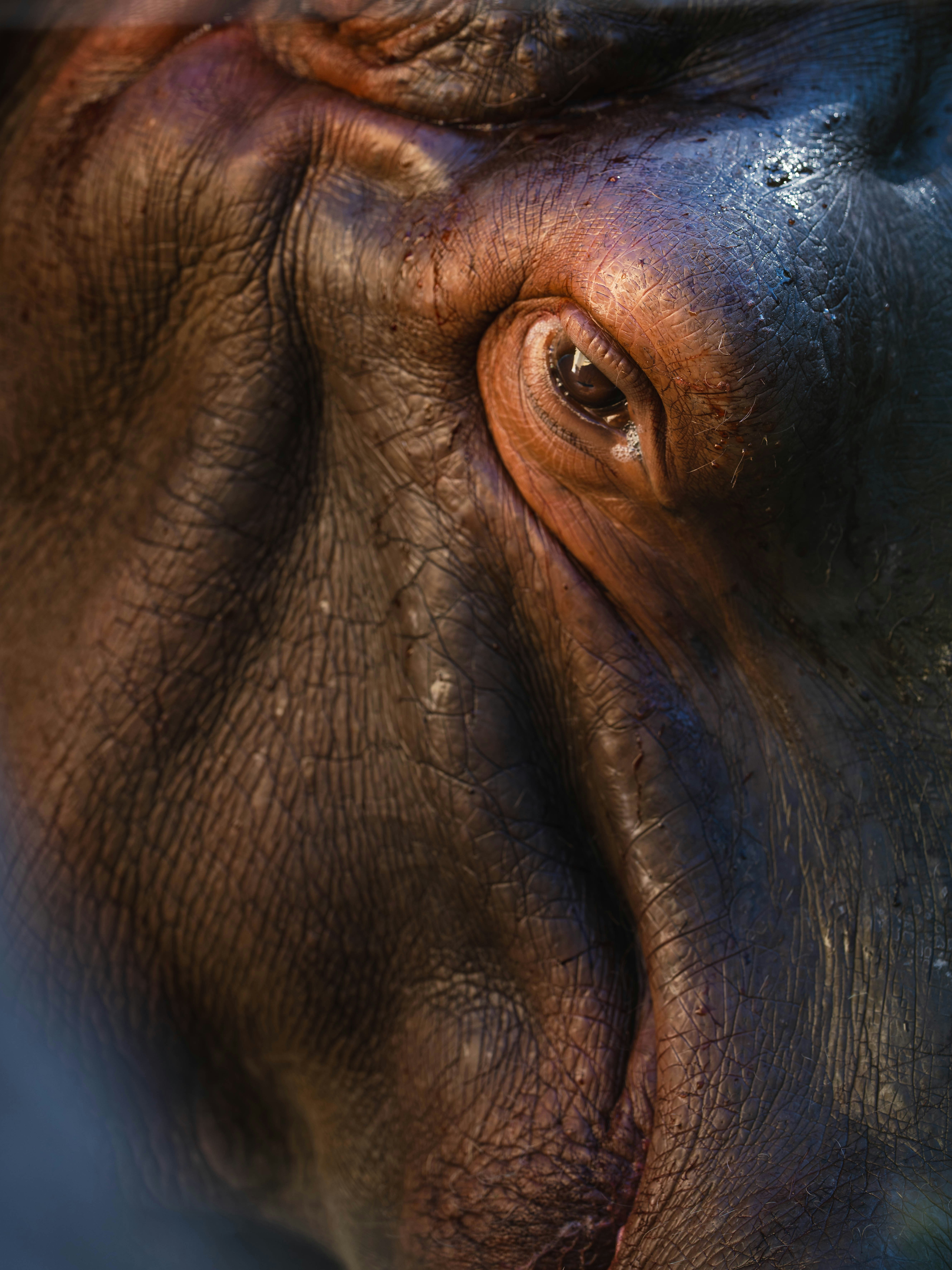 Close-up of a hippopotamus eye and wrinkled skin