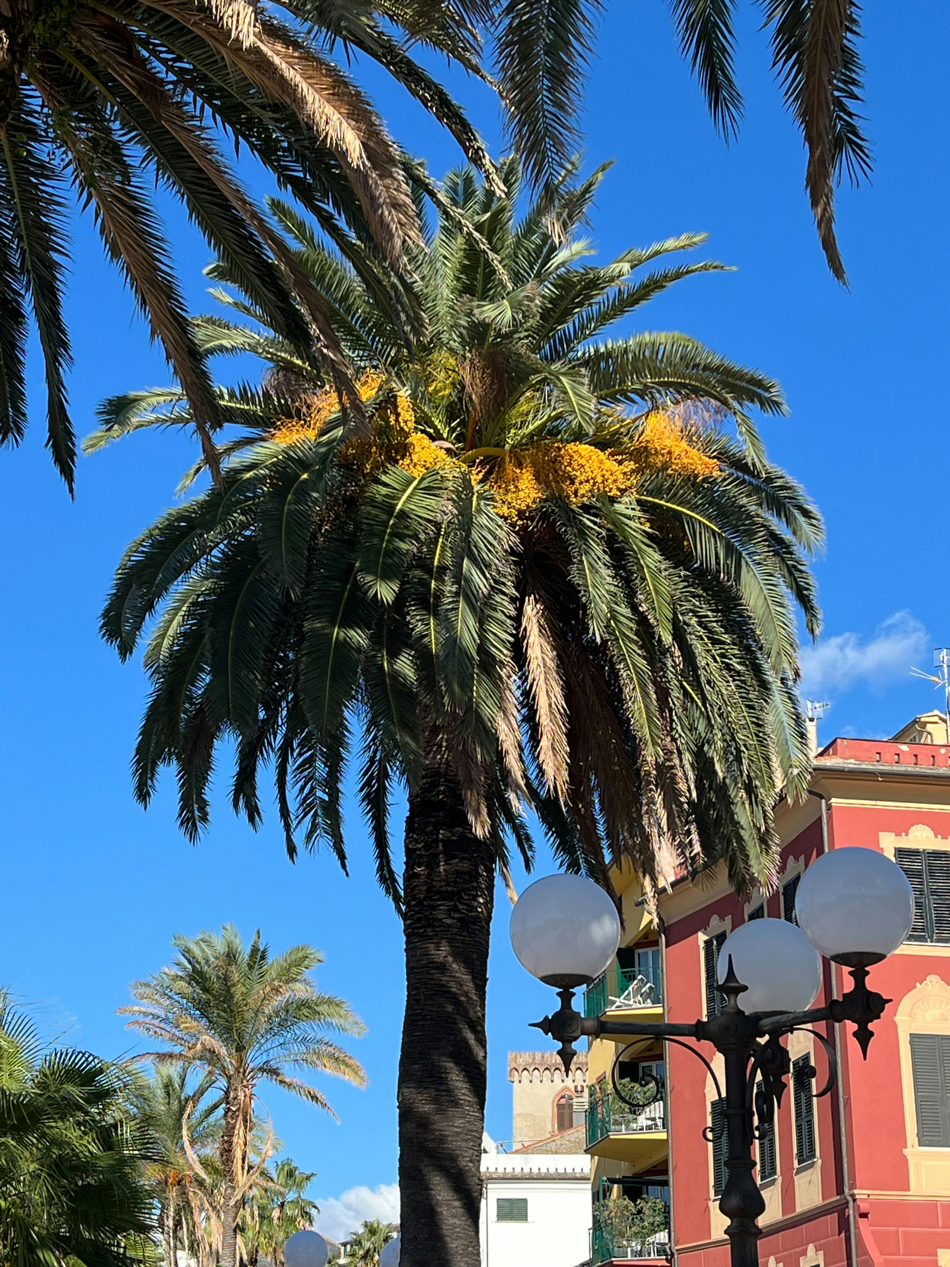 Tropical Serenity Amid Urban Charm