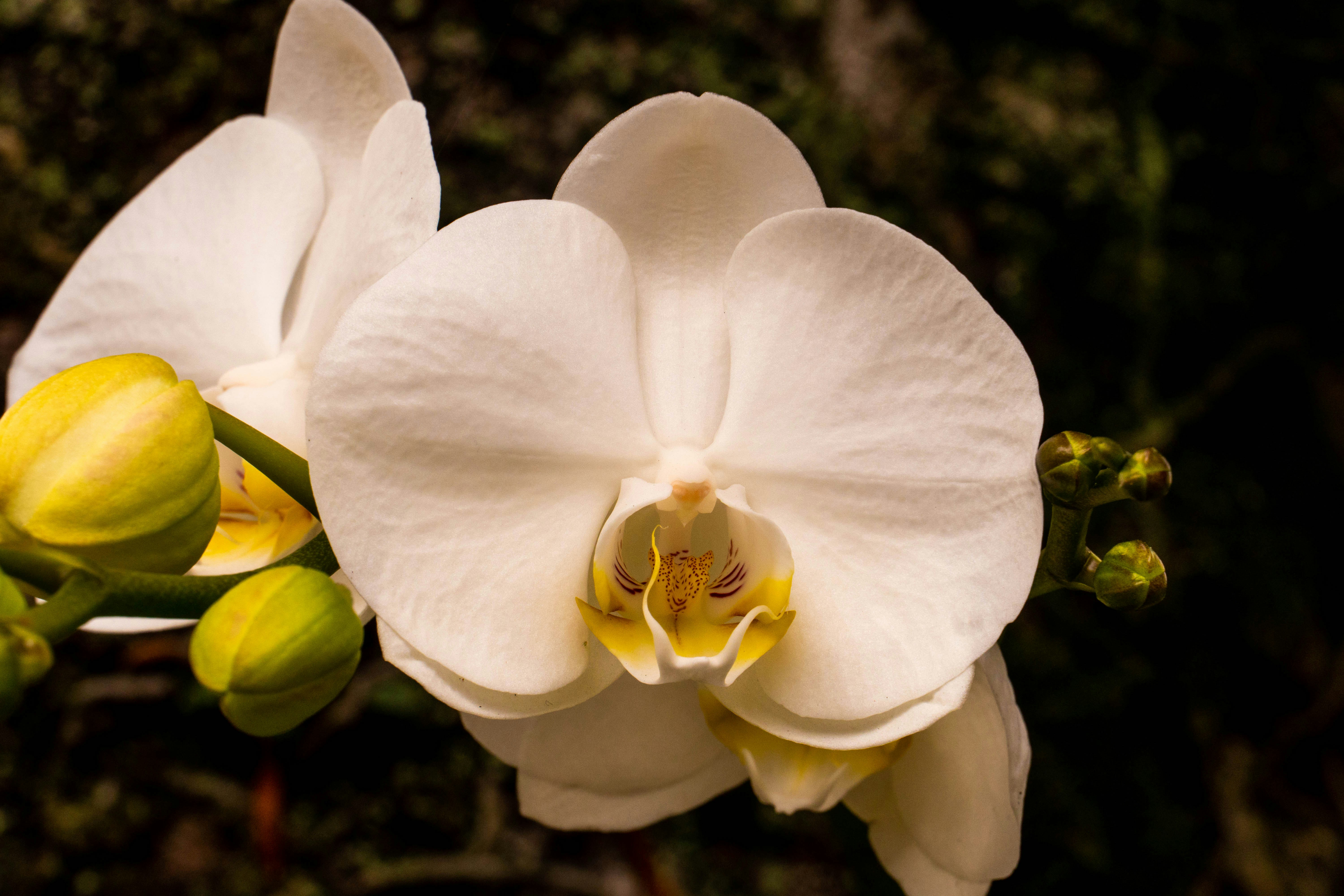 Primer plano de una orquídea blanca con acentos amarillos. foto ...