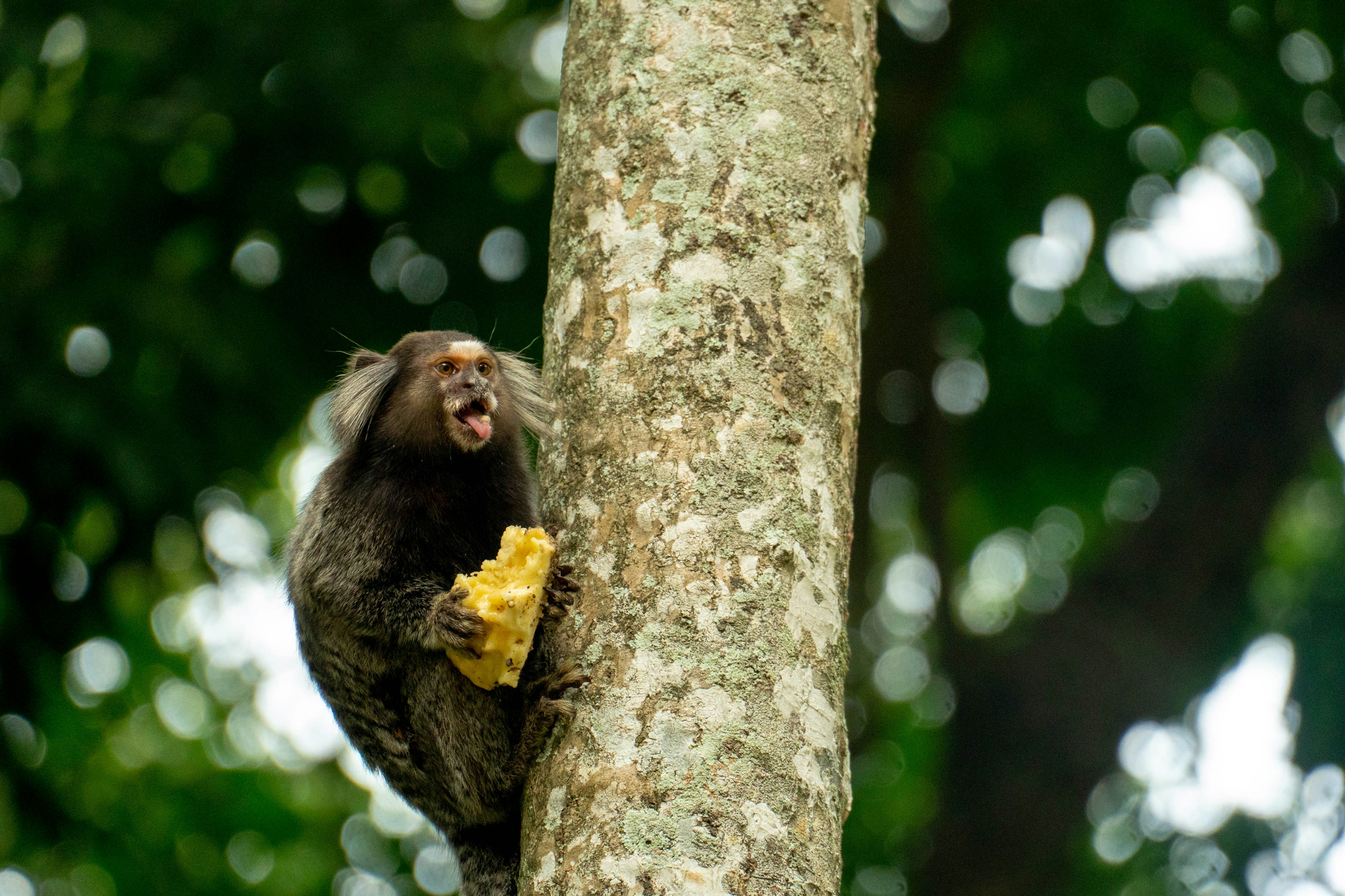 Un mono tití come fruta en un árbol. foto – Imagen de Animal gratuita ...