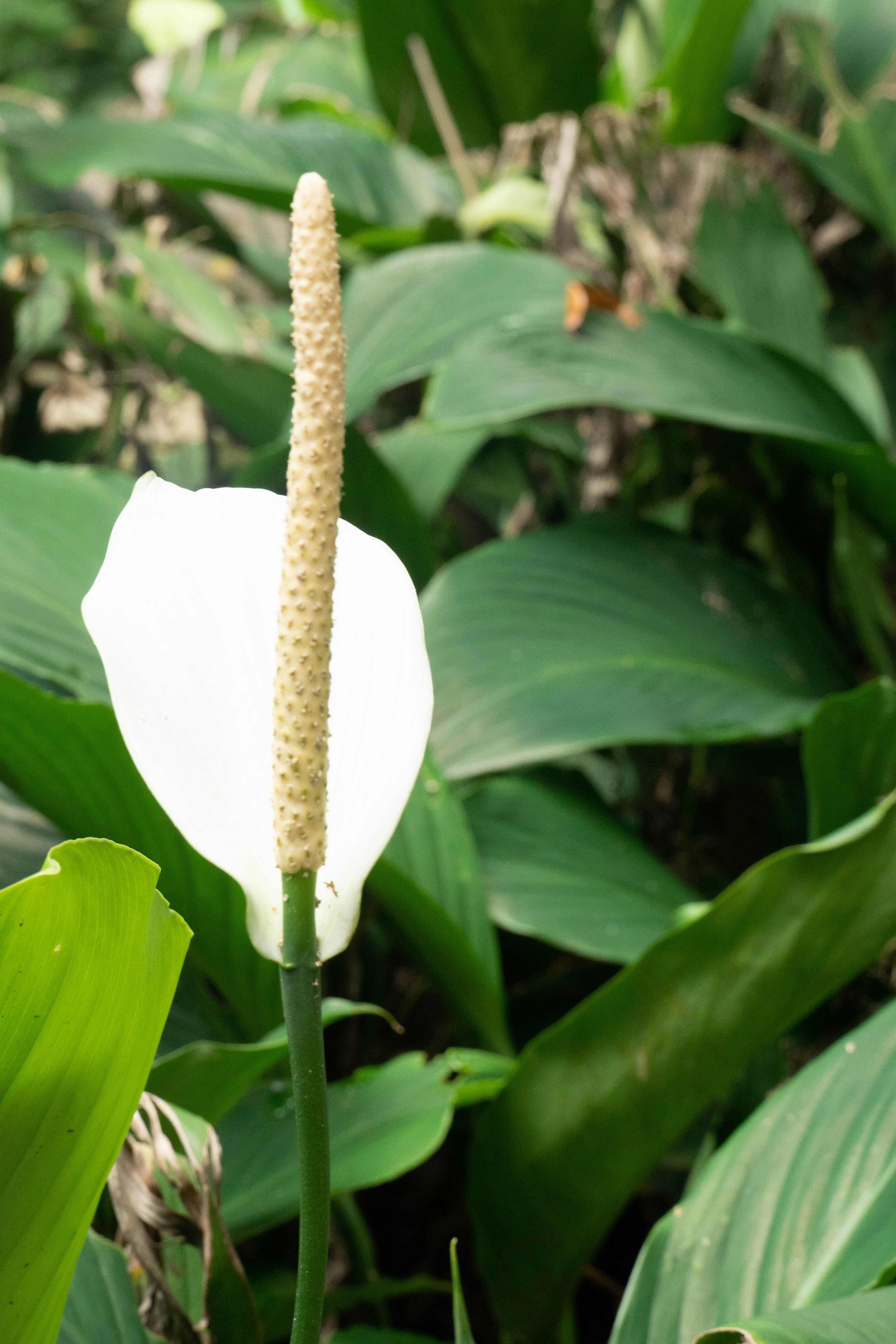 Nature's Elegant Sculpture: The Peace Lily