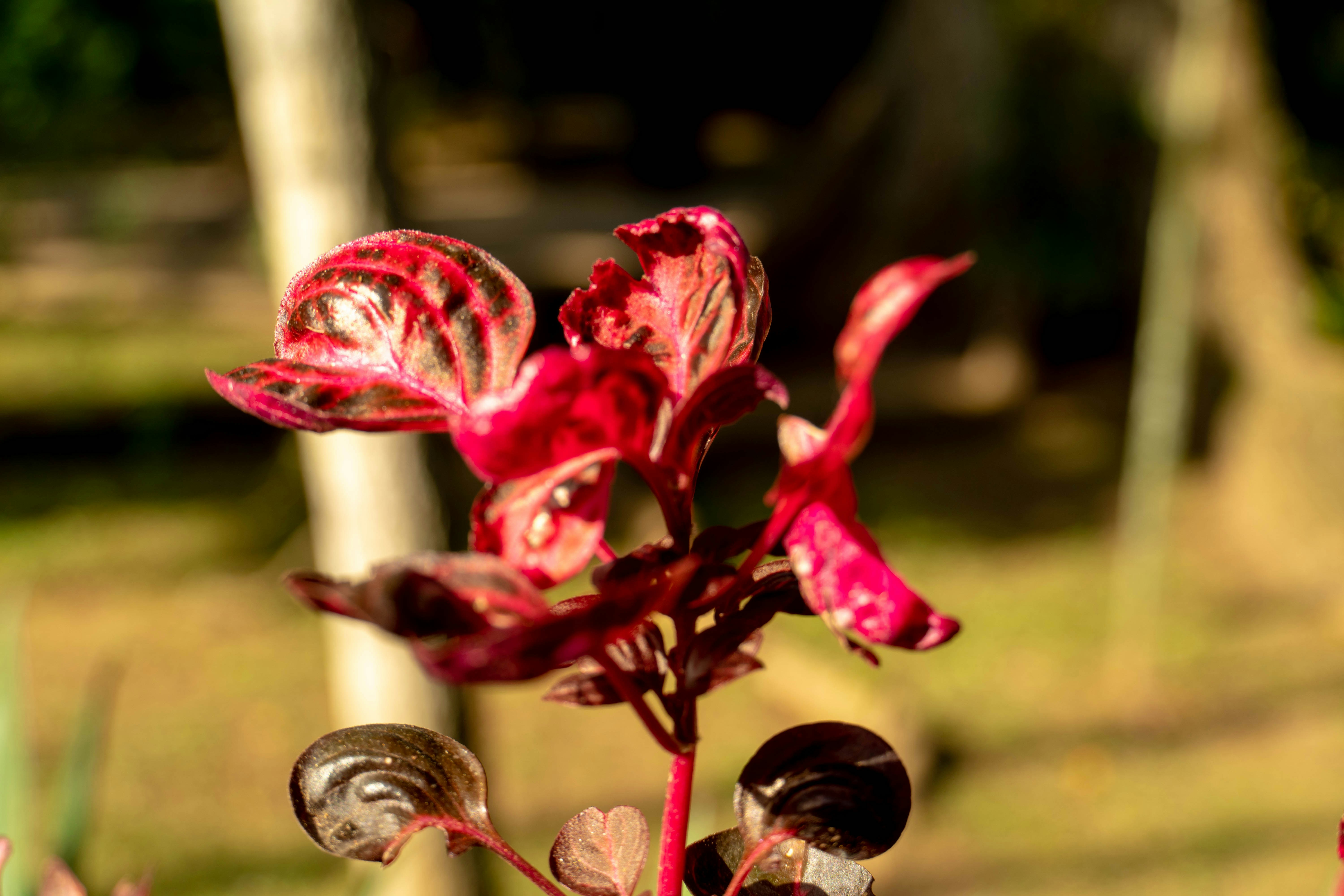 Crimson Curves: The Elegance of Nature's Design