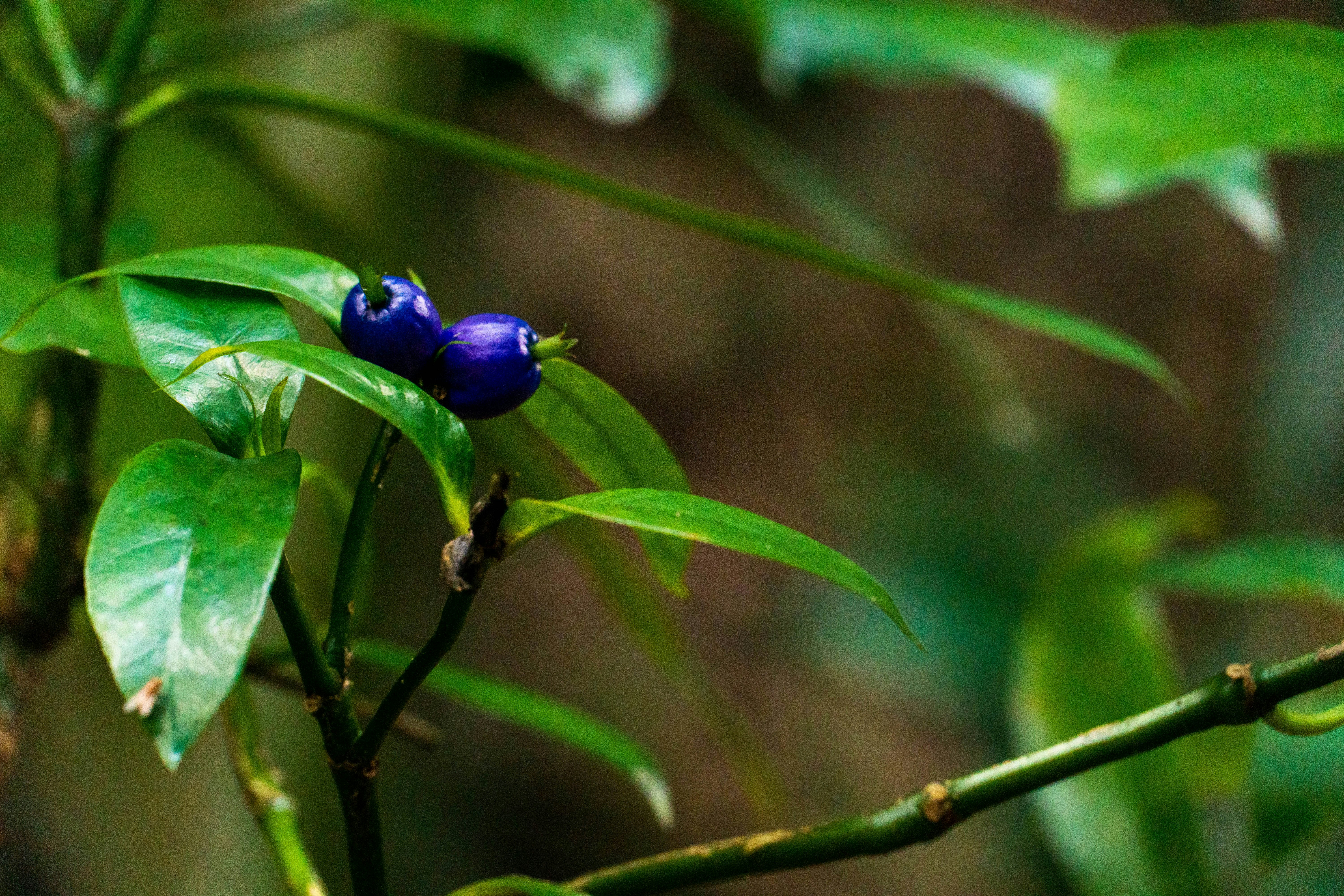 Blue-violet berries cling to a glossy twig amid emerald leaves