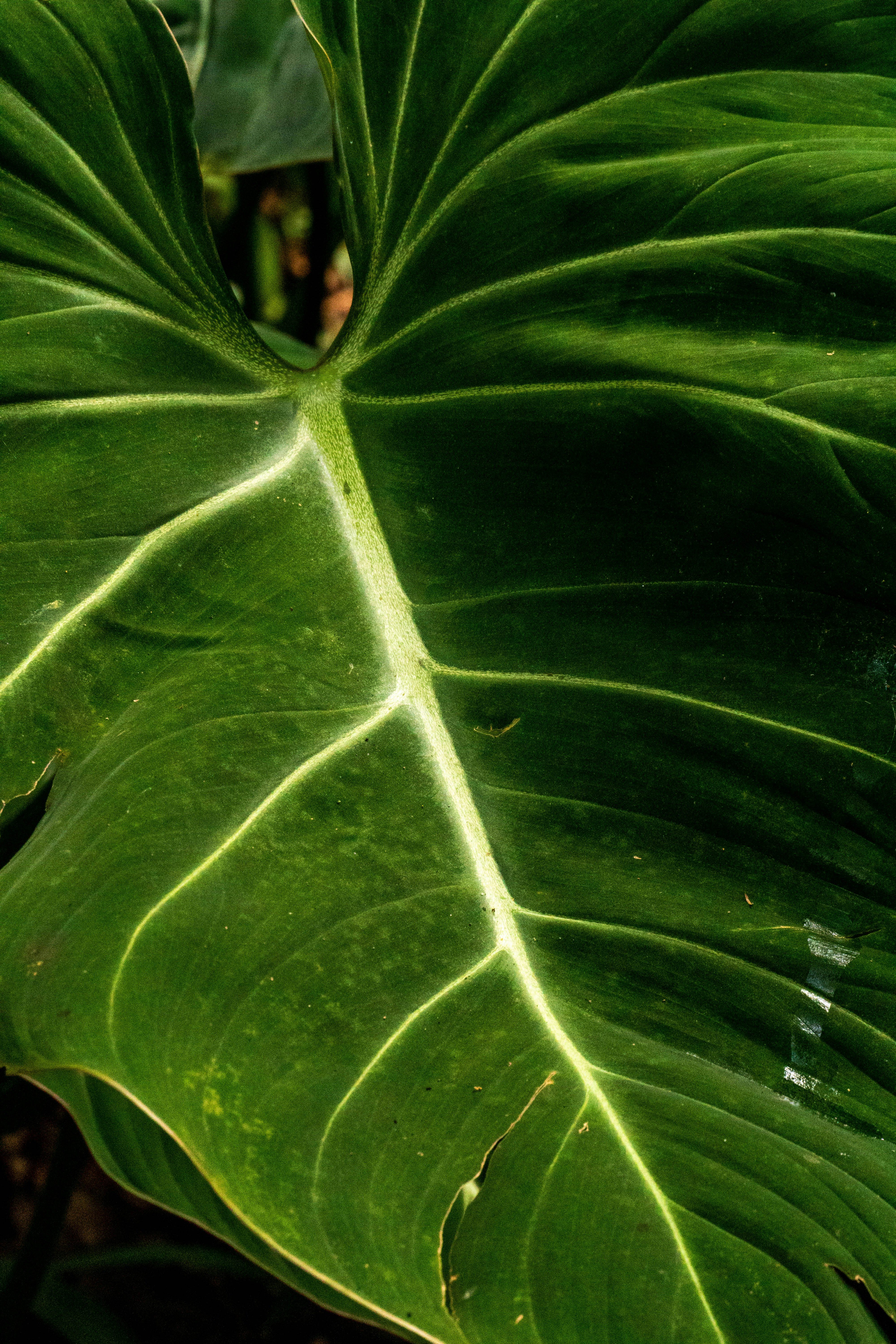 Primer plano de una hoja grande, verde y veteada. foto – Imagen de ...