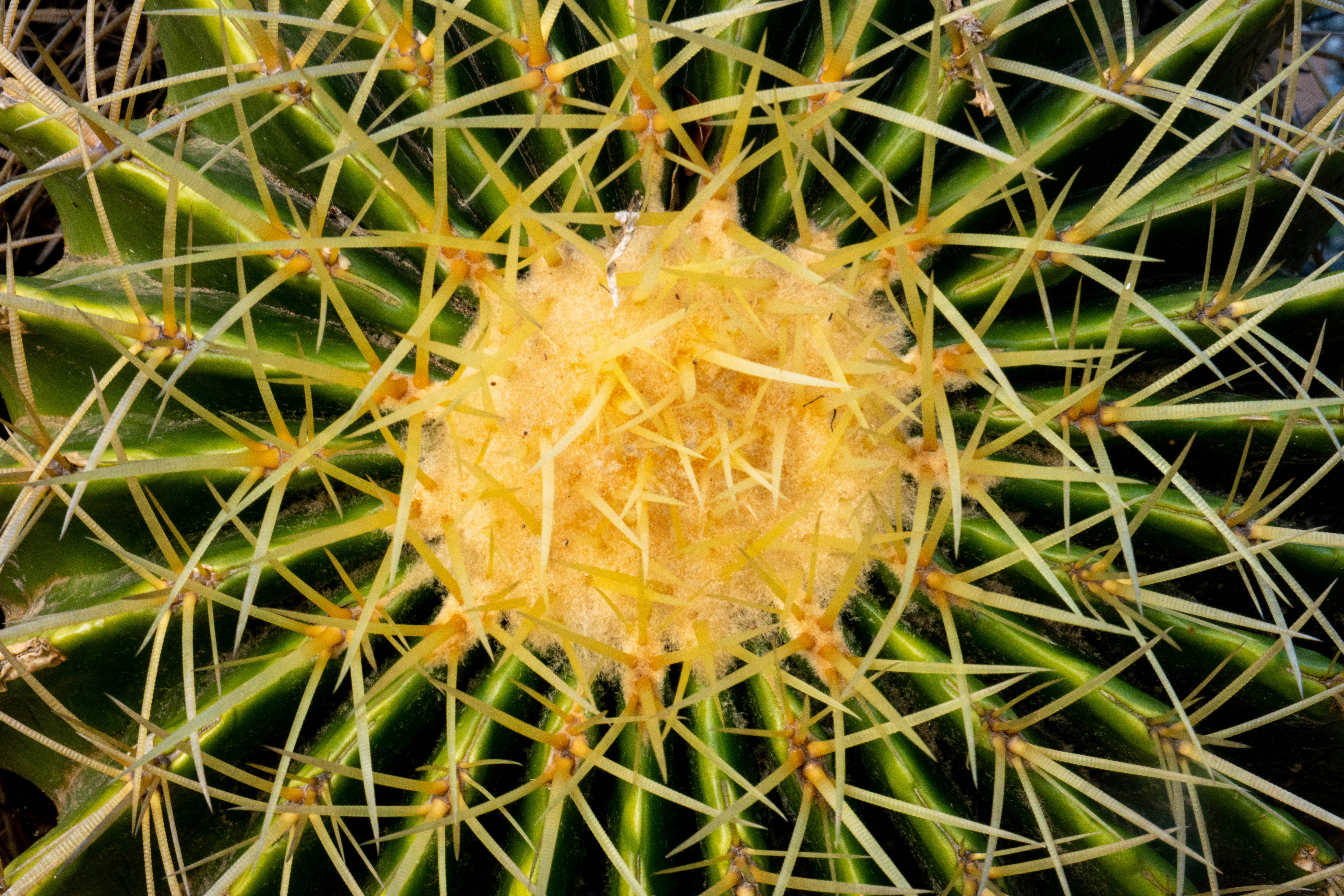 Primer plano de las espinas de un cactus barril dorado. foto – Imagen ...