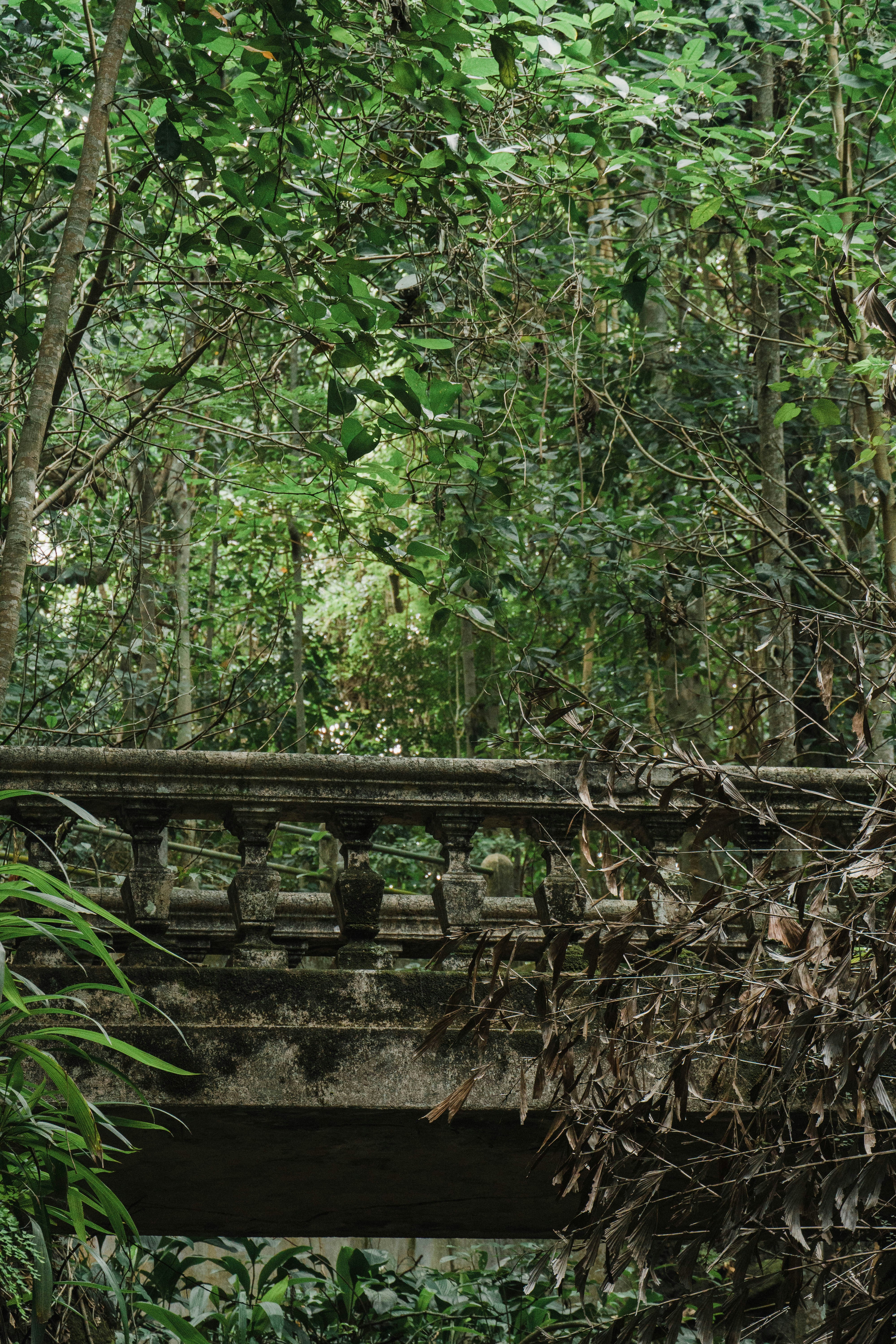 Puente de piedra cubierto de maleza en un frondoso bosque foto – Imagen ...