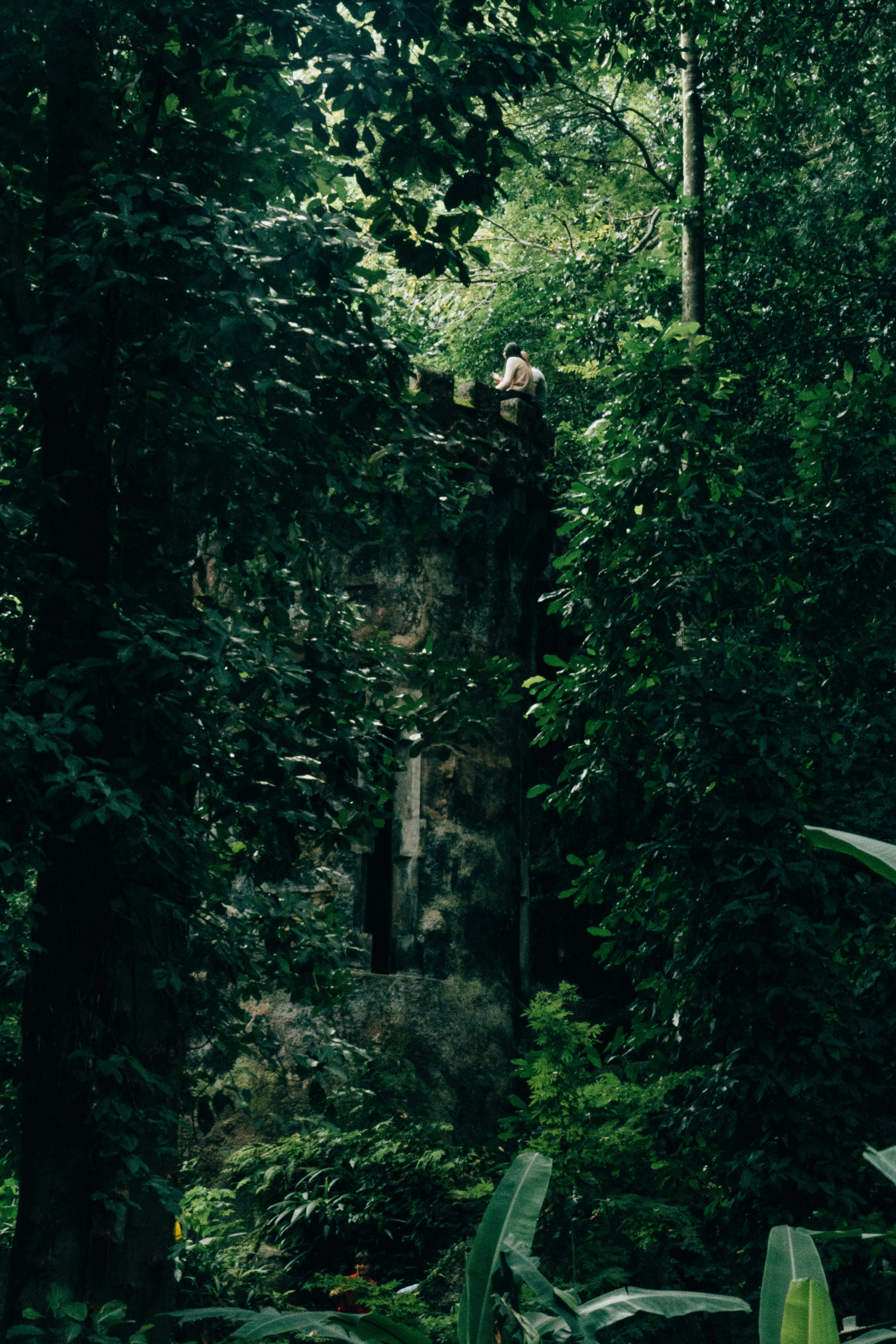 Persona en la cima de una torre cubierta de musgo en un bosque frondoso ...