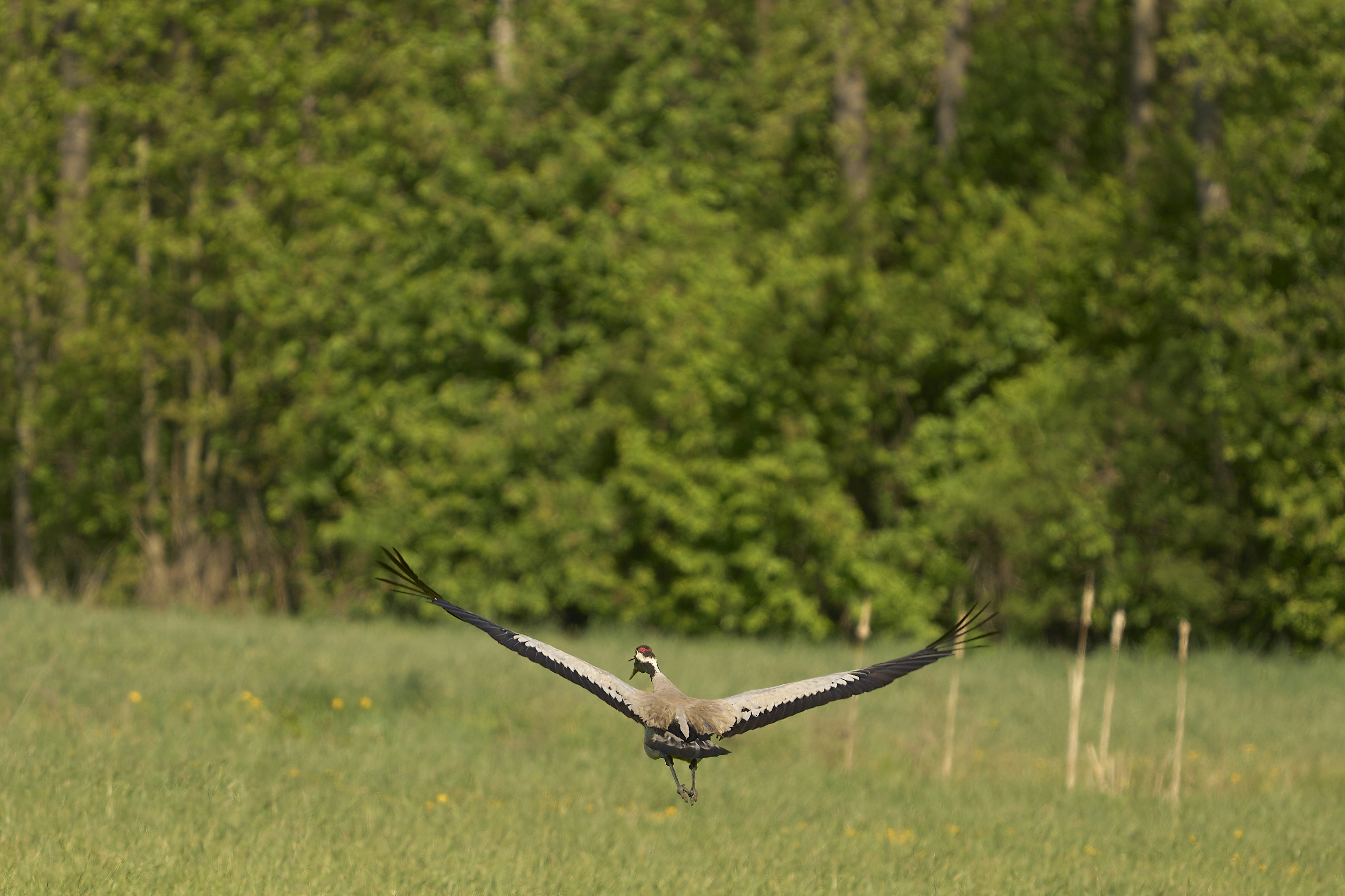 Graceful Descent: The Dance of the Crane