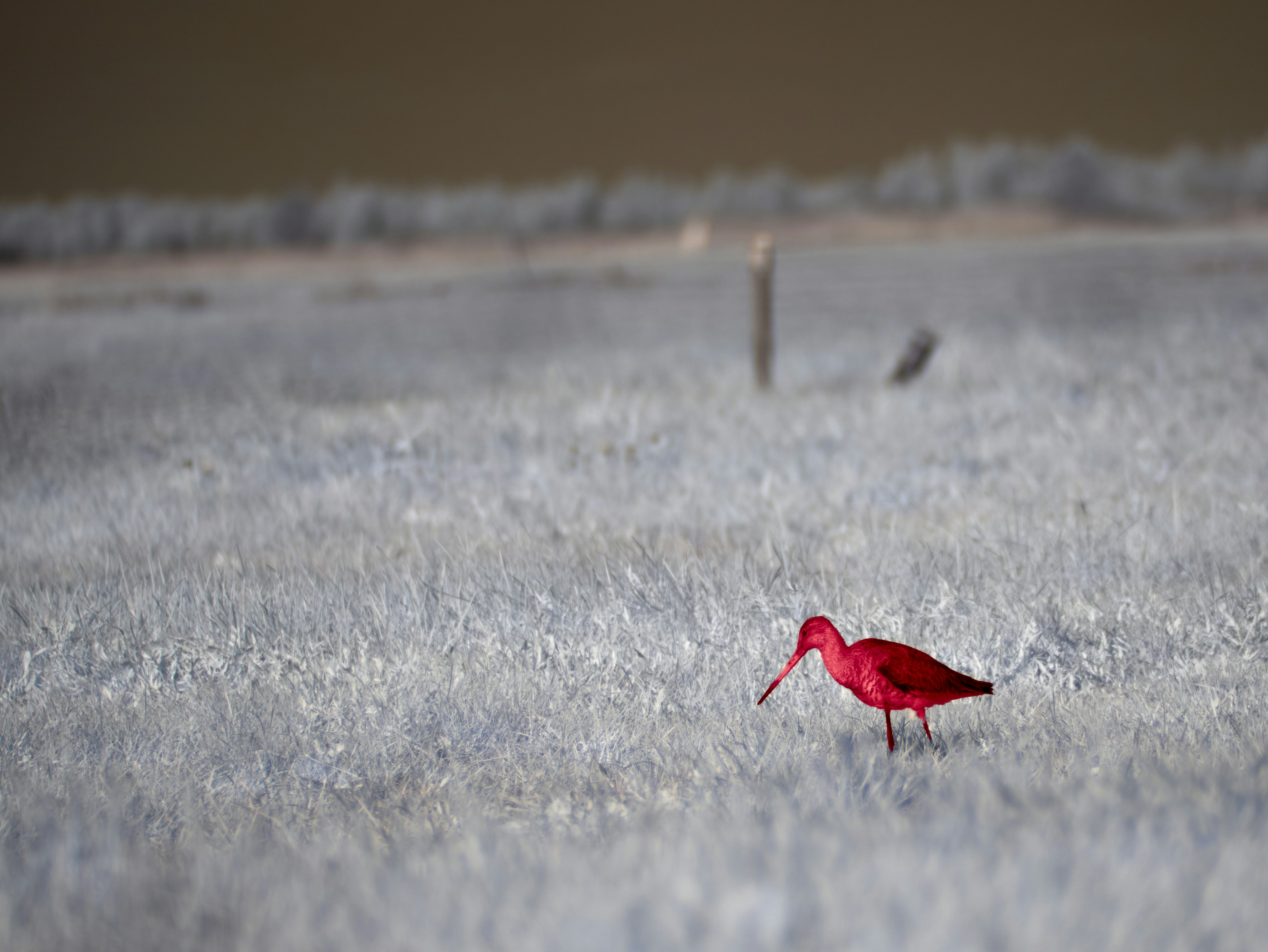 Crimson Elegance in a Frosted Landscape