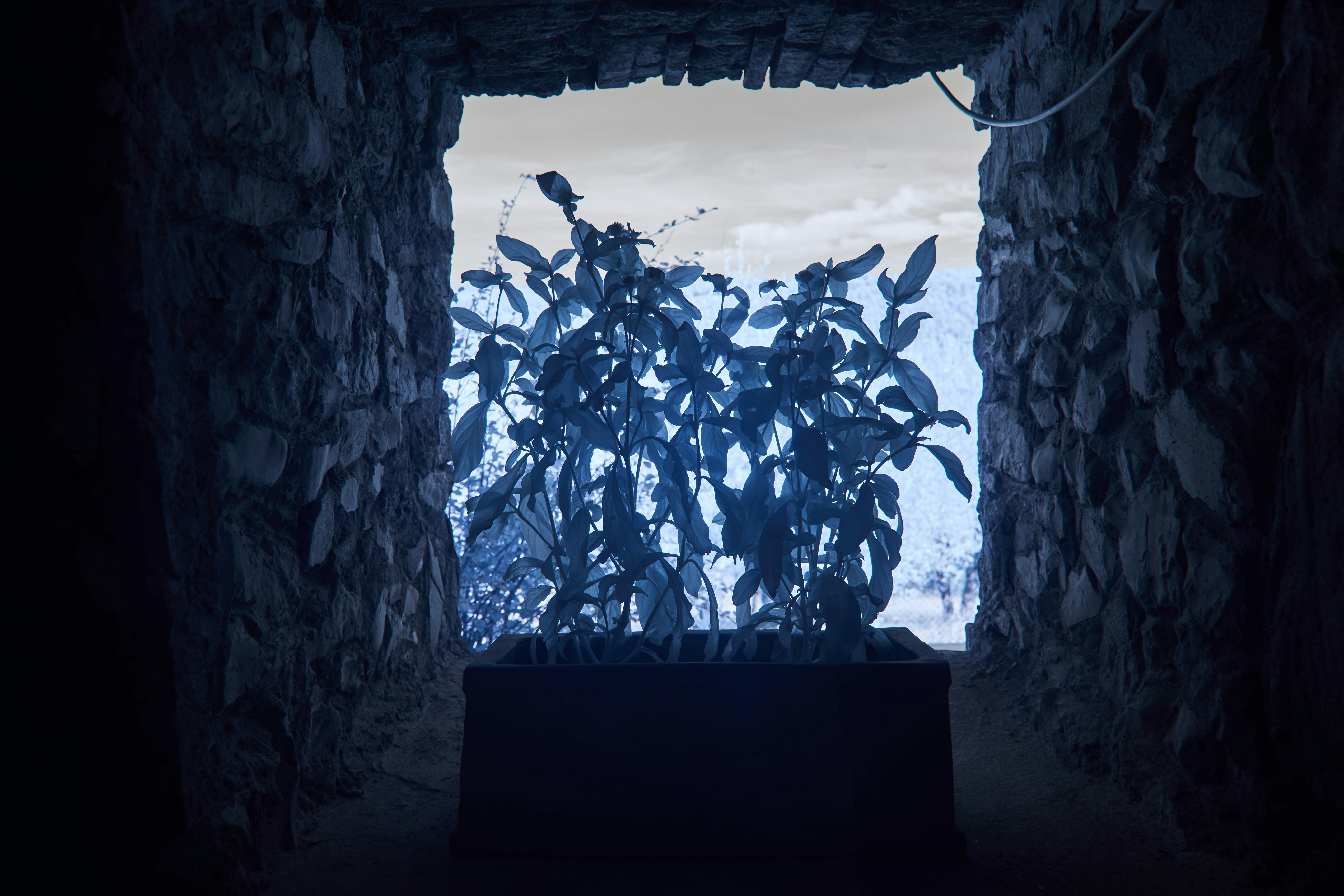 Emerging Life in a Stone Frame